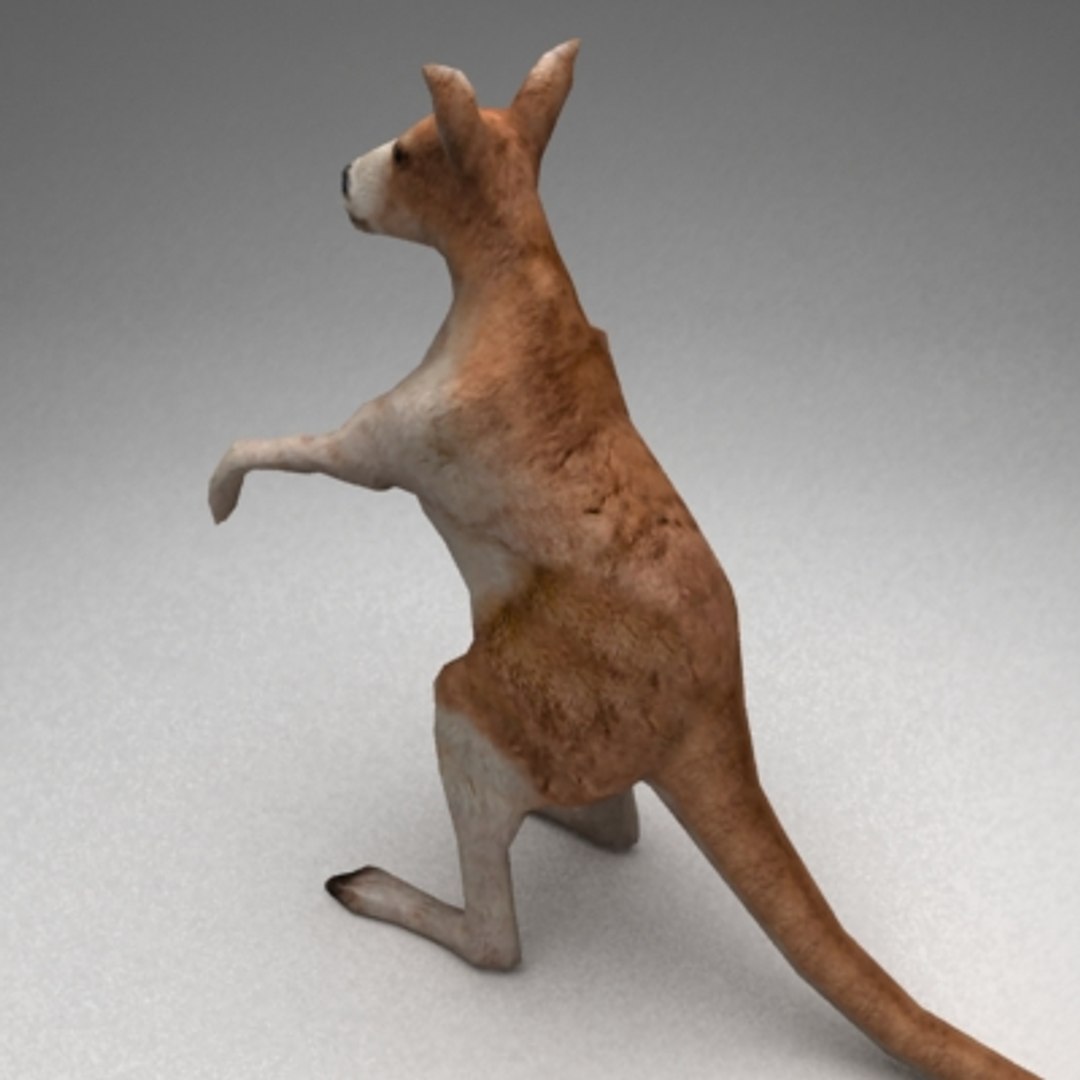 3d Model Rigged Kangaroo