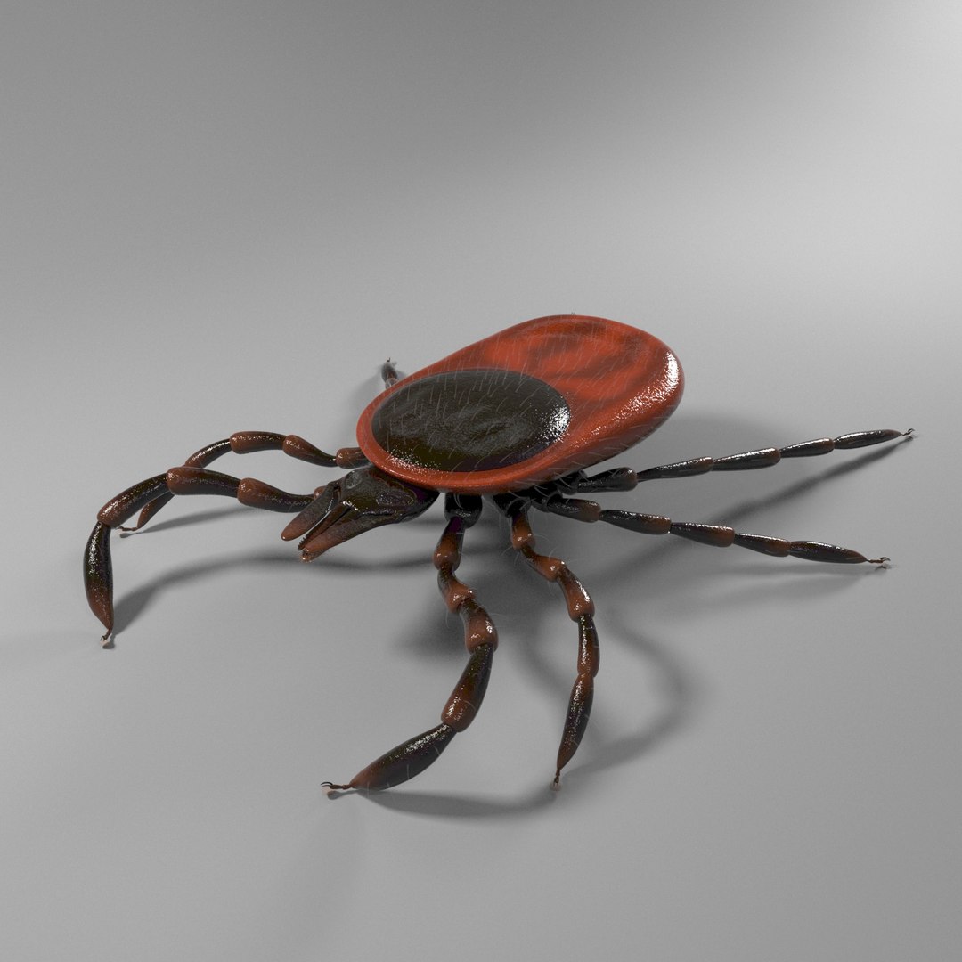 3D Tick Rigged - TurboSquid 1219385