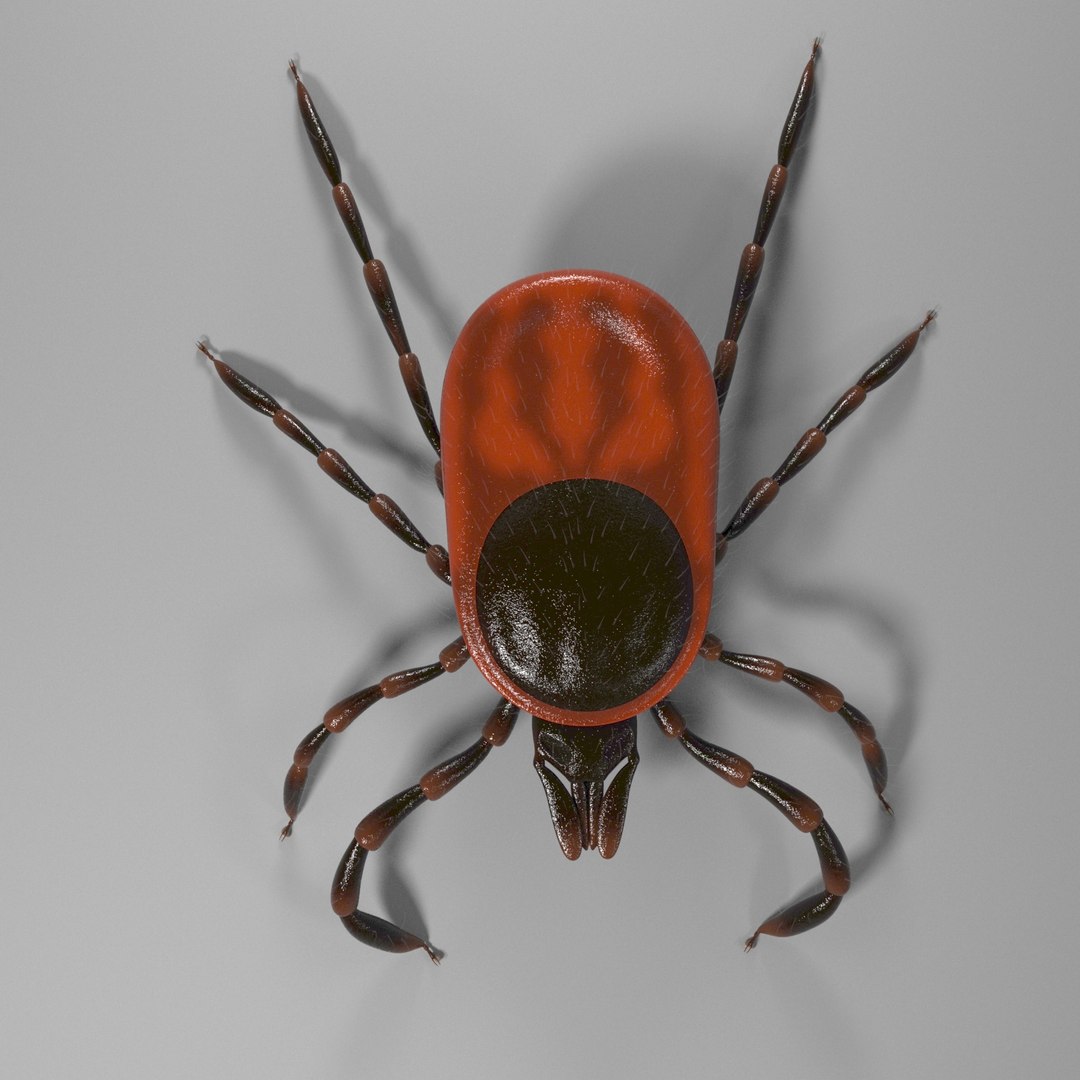 3D Tick Rigged - TurboSquid 1219385