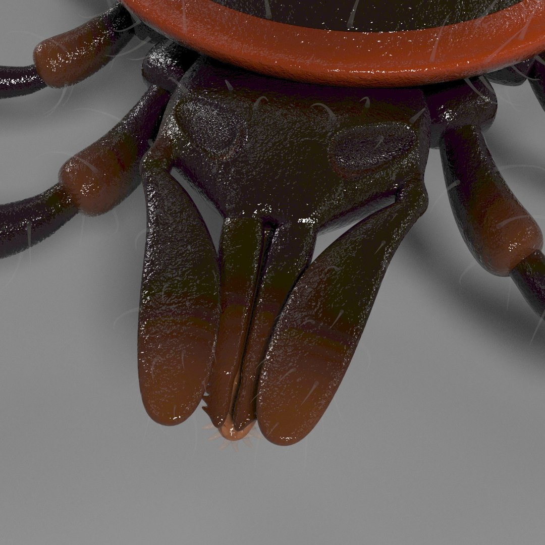 3D Tick Rigged - TurboSquid 1219385