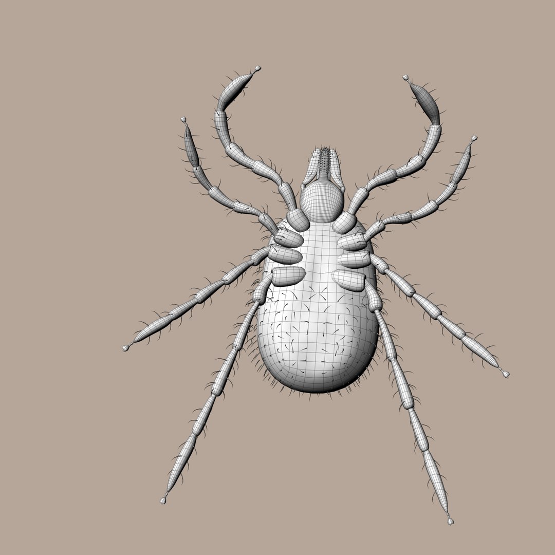 3D Tick Rigged - TurboSquid 1219385