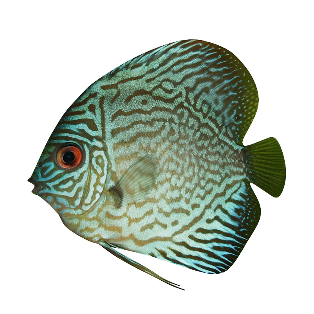 Discus Fish 3d Obj