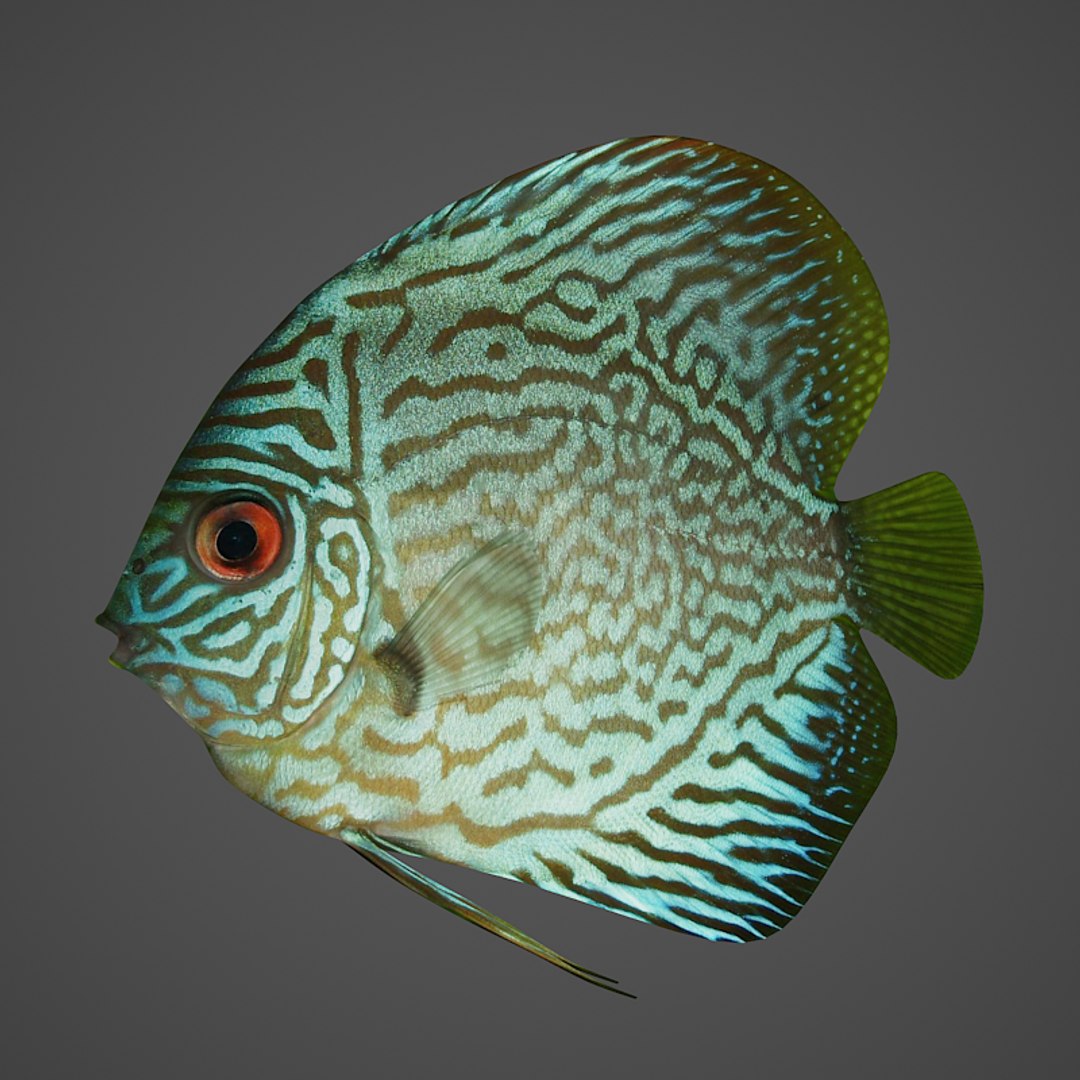 Discus Fish 3d Obj