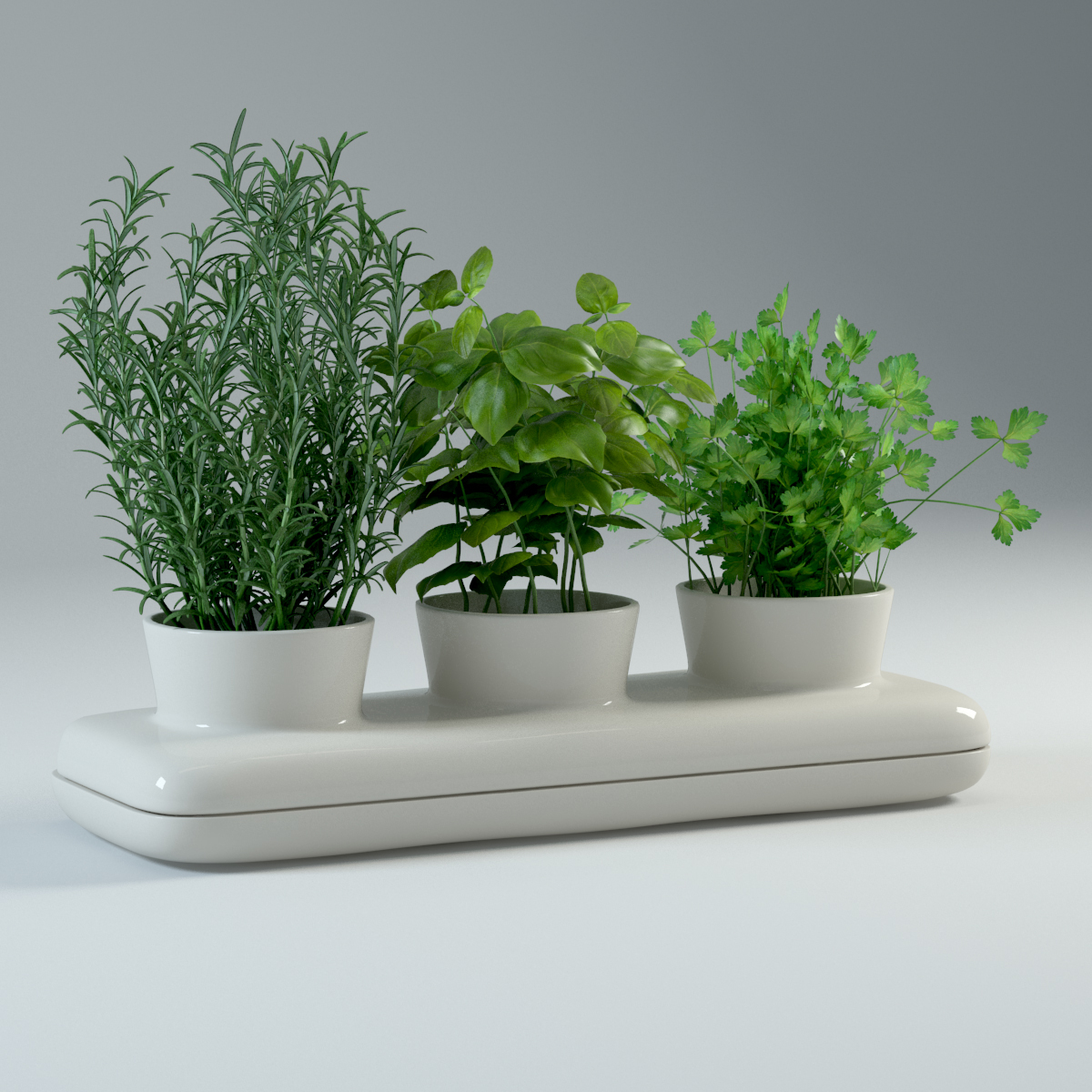 spice plants basil dill 3d model