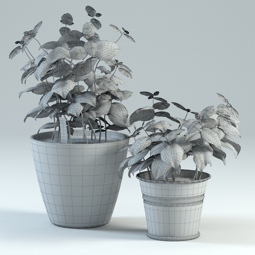 Spice Plants Basil Dill 3d Model