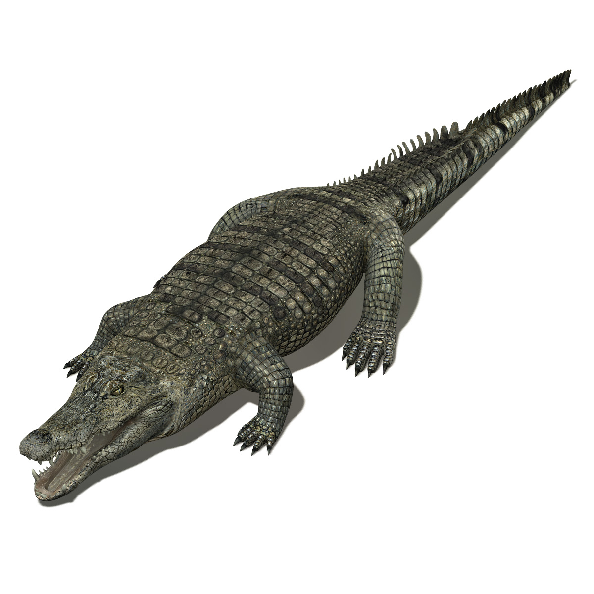 3d model photorealistic crocodile