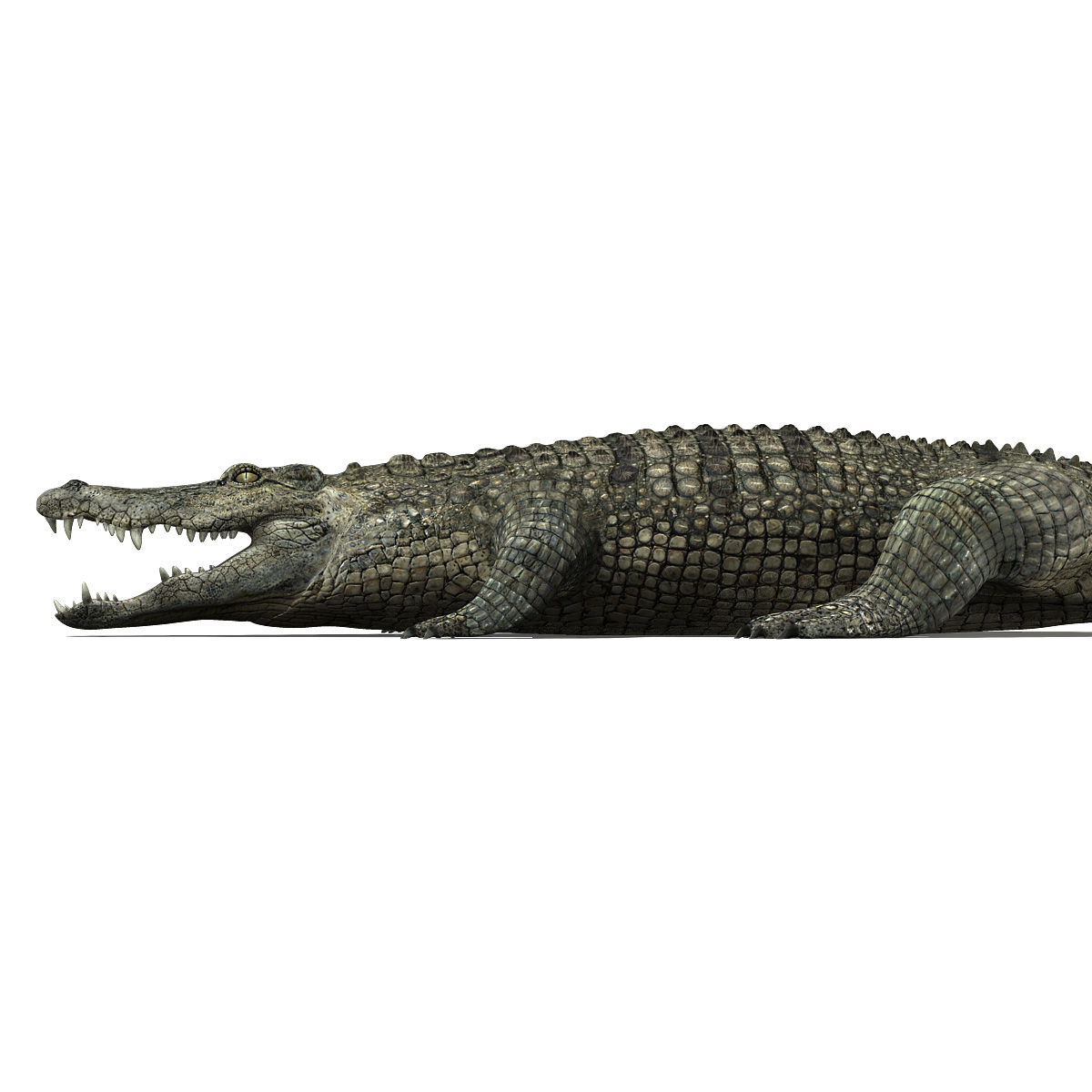 3d model photorealistic crocodile