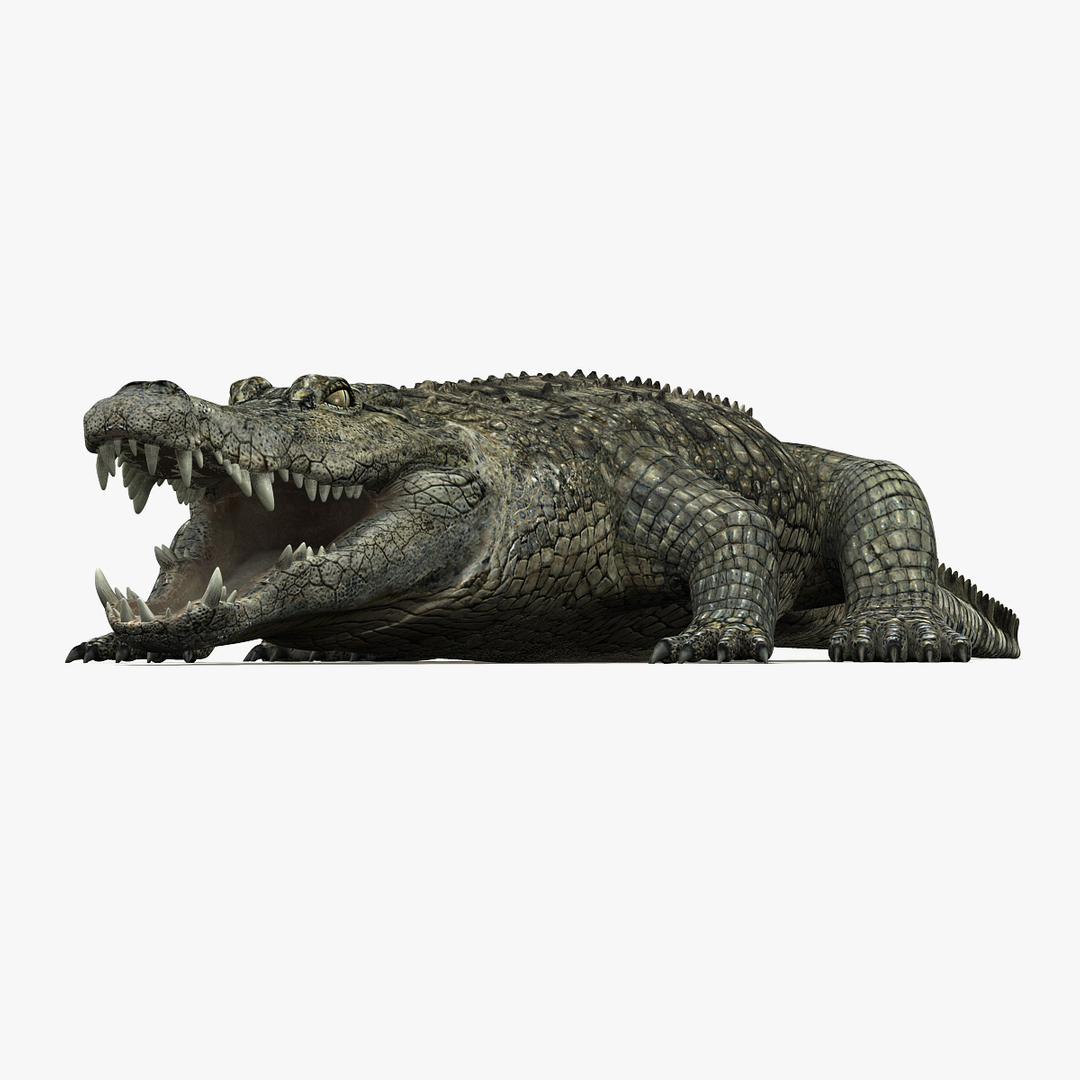 3d model photorealistic crocodile