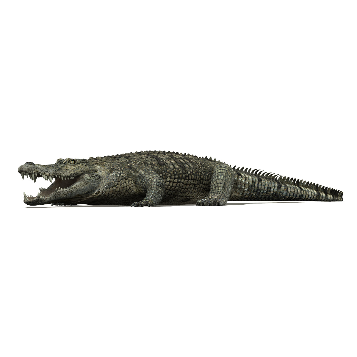 3d model photorealistic crocodile