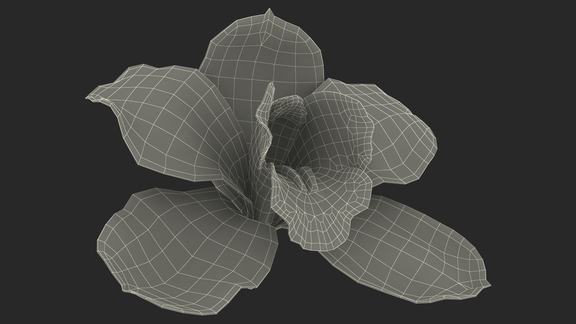 3D Hybrid Orchid Vanilla Model - TurboSquid 2089593