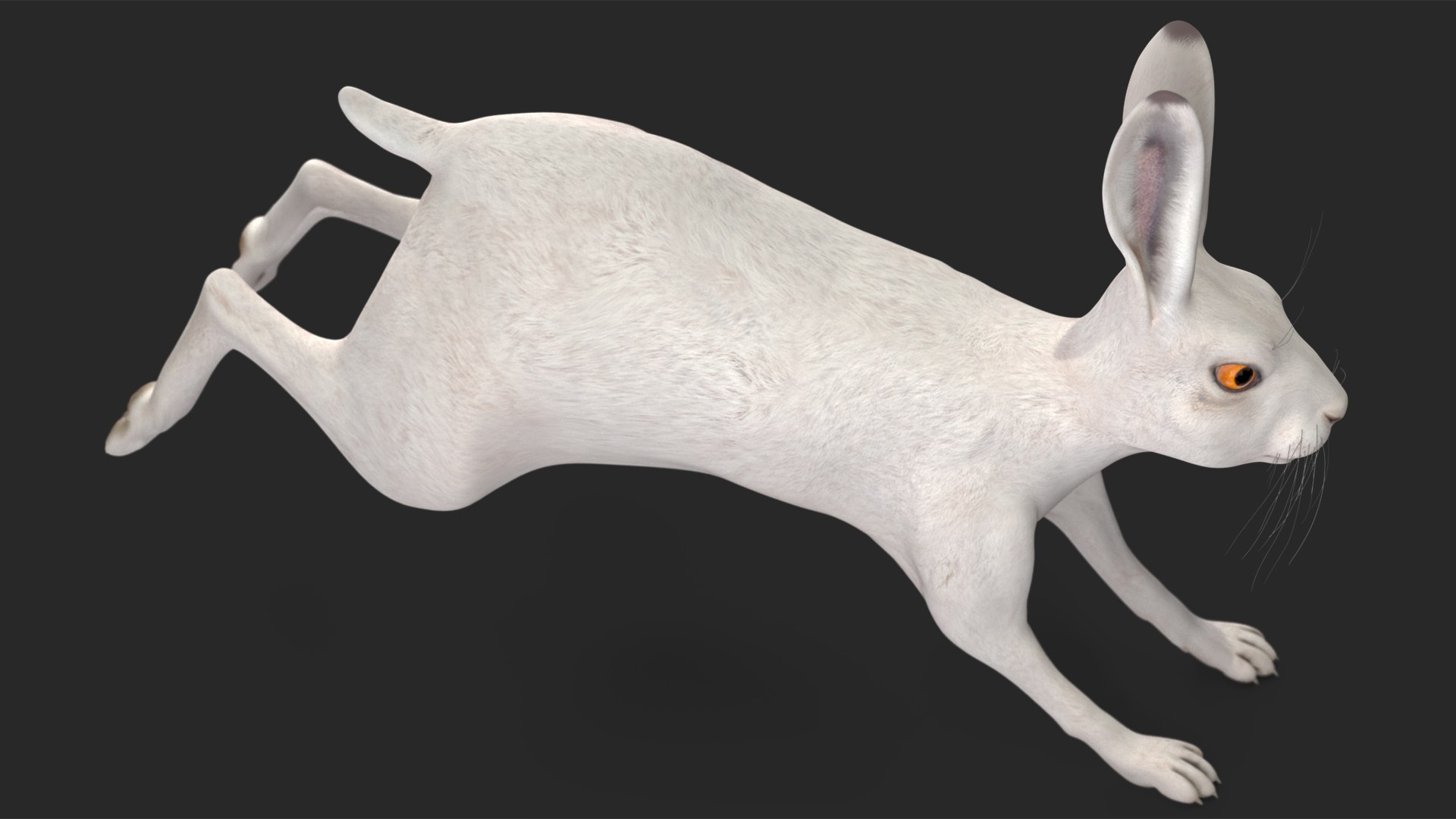 White Hare Animated 3D - TurboSquid 2258243