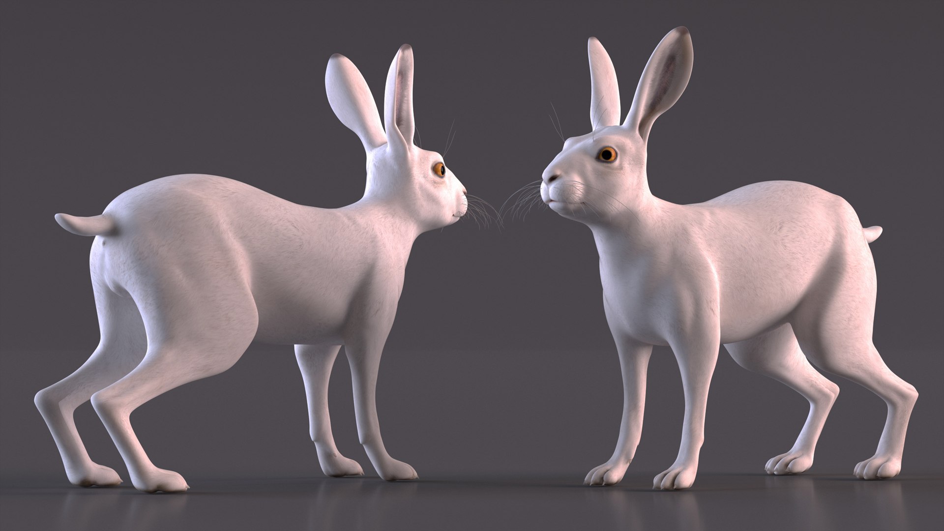 White Hare Animated 3D - TurboSquid 2258243