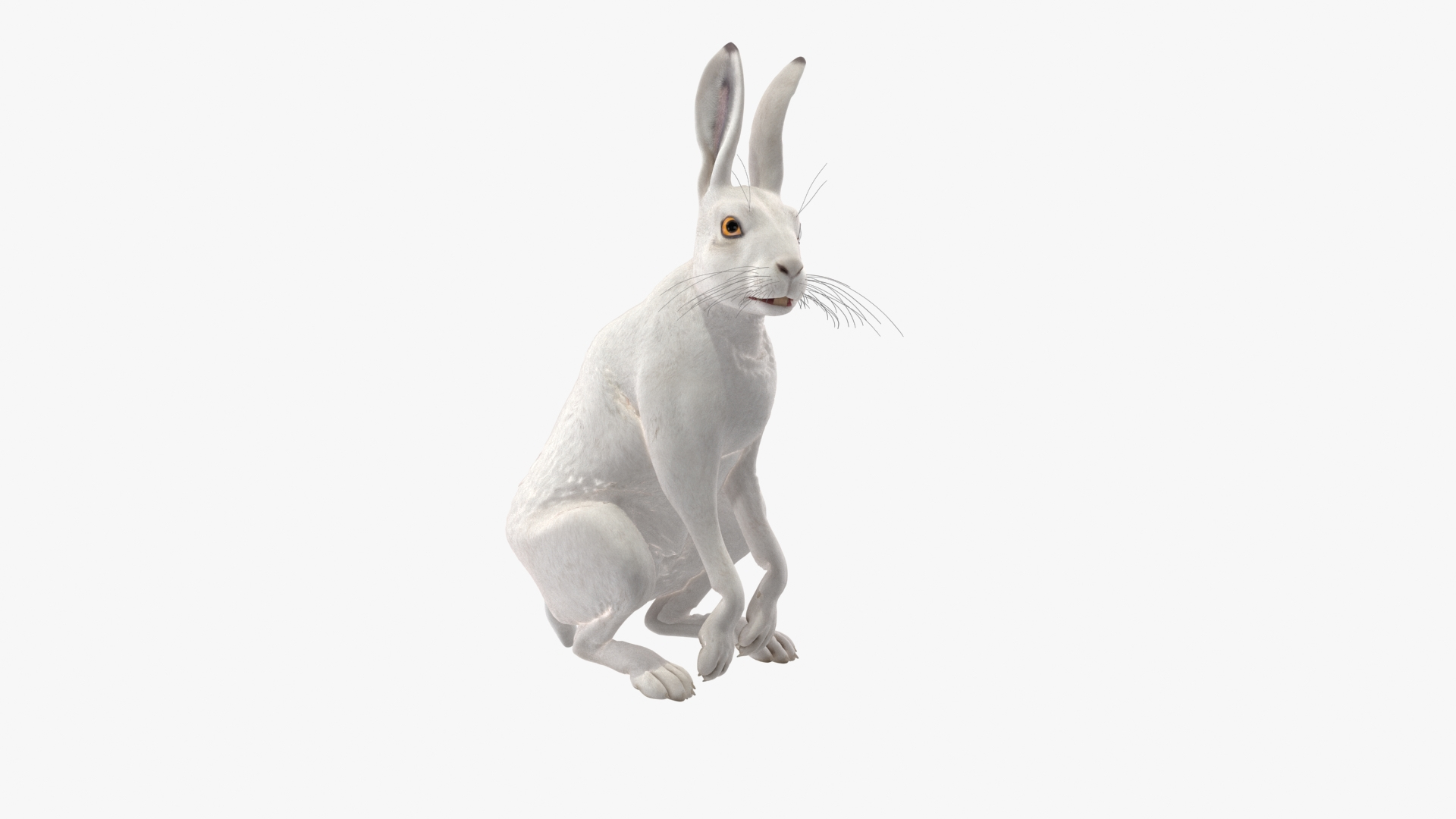 White Hare Animated 3D - TurboSquid 2258243
