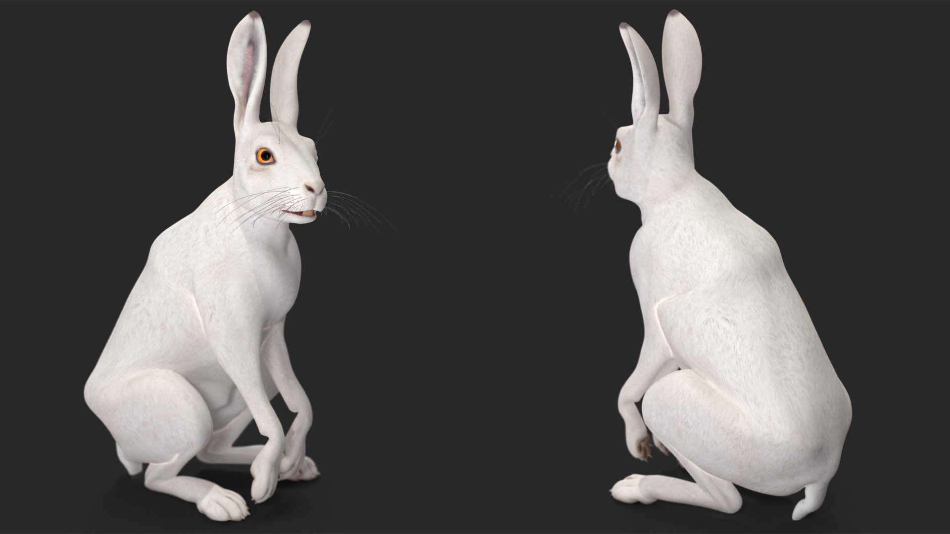 White Hare Animated 3D - TurboSquid 2258243