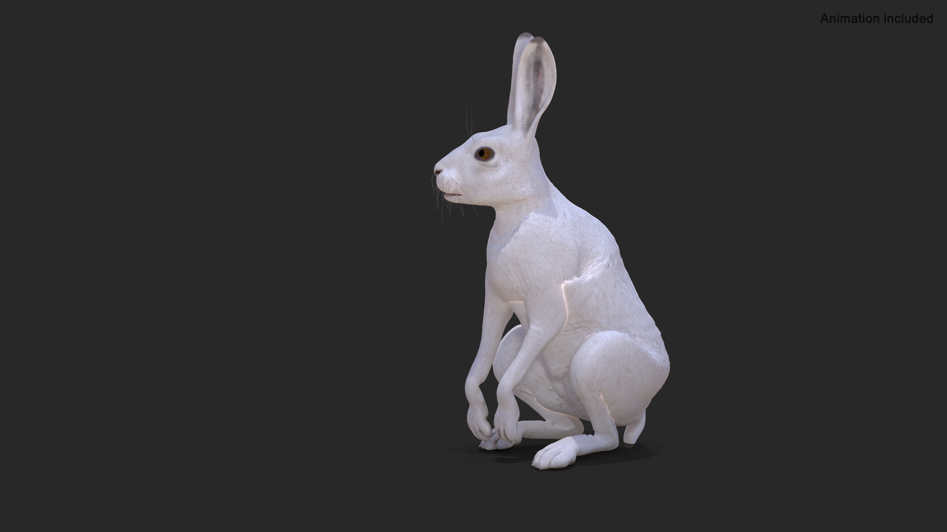White Hare Animated 3D - TurboSquid 2258243