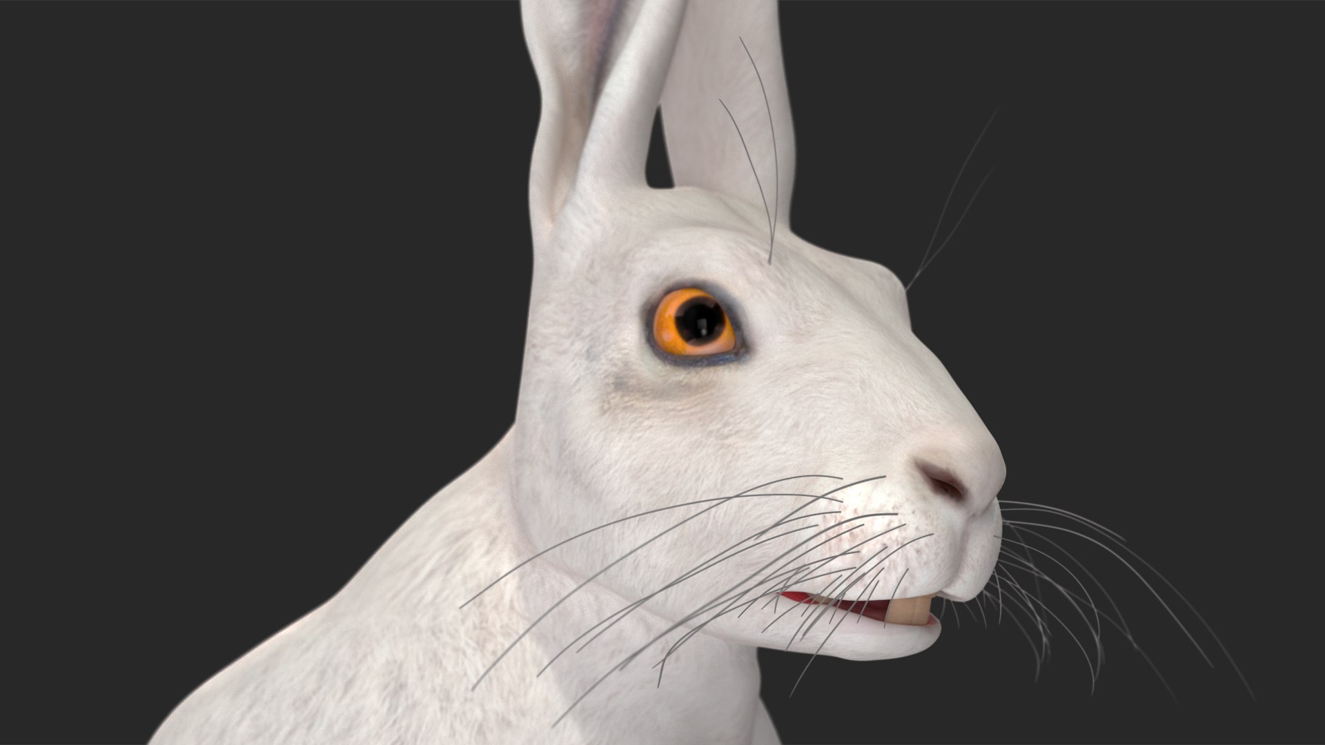 White Hare Animated 3D - TurboSquid 2258243