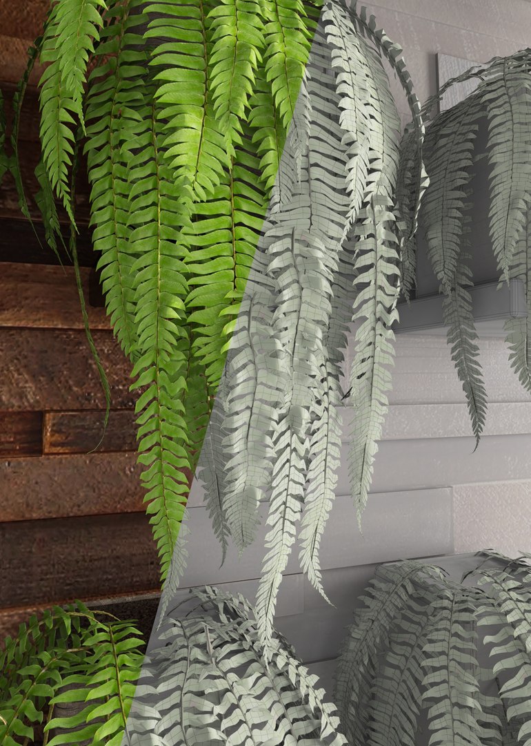 fern 3d model