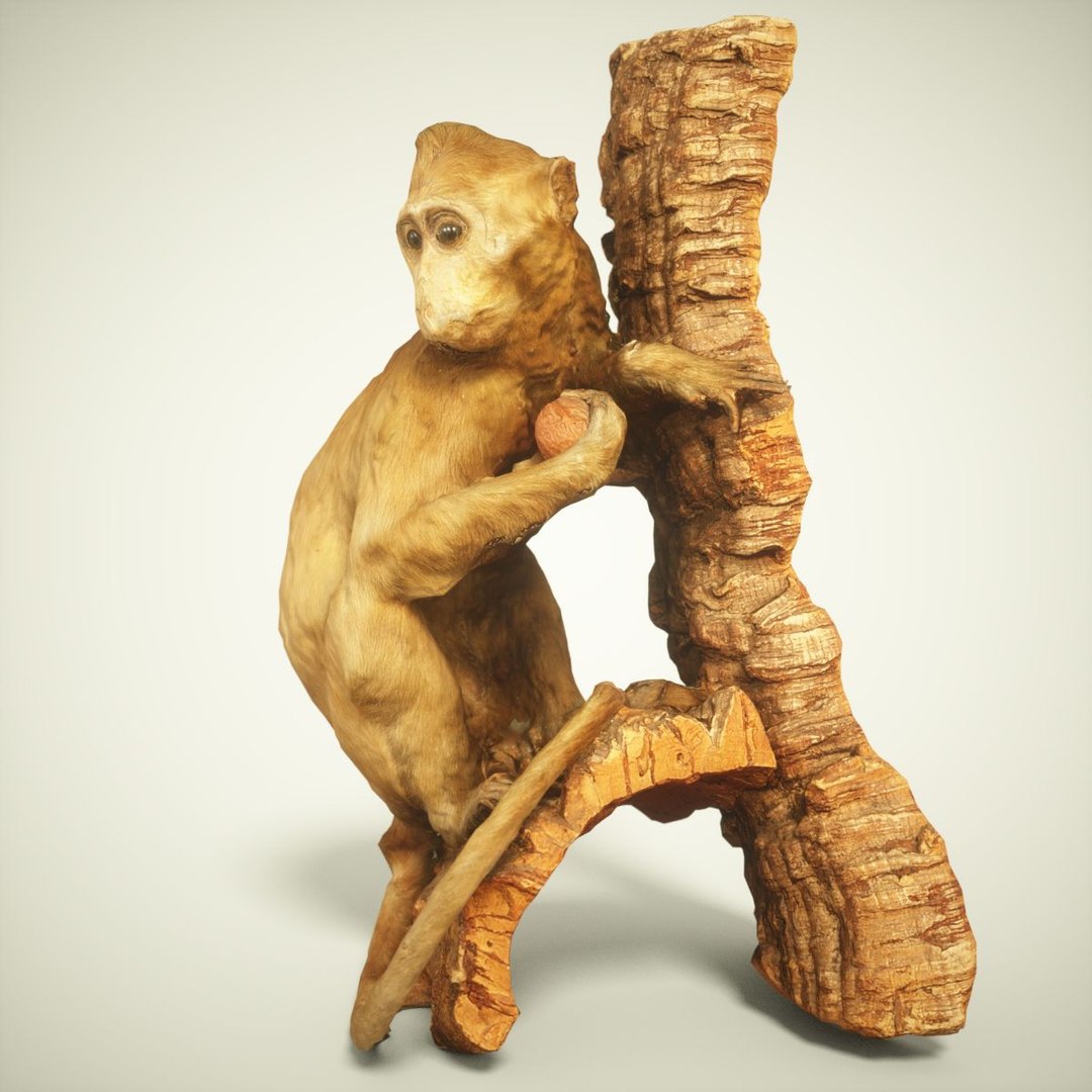 Animal digital photogrammetry 3D model - TurboSquid 1162969