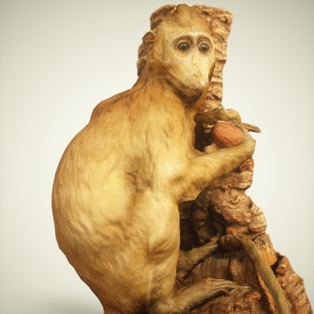 Animal digital photogrammetry 3D model - TurboSquid 1162969