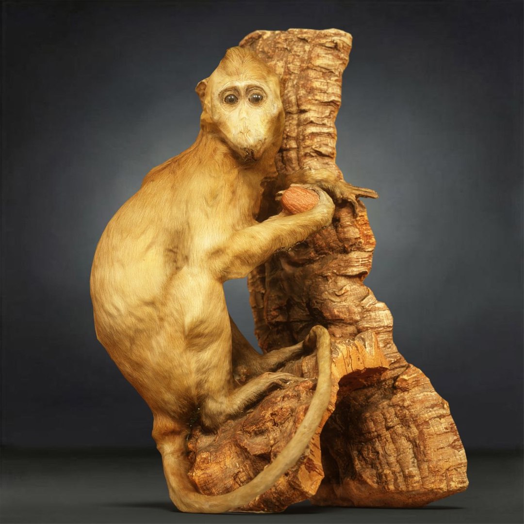 Animal digital photogrammetry 3D model - TurboSquid 1162969