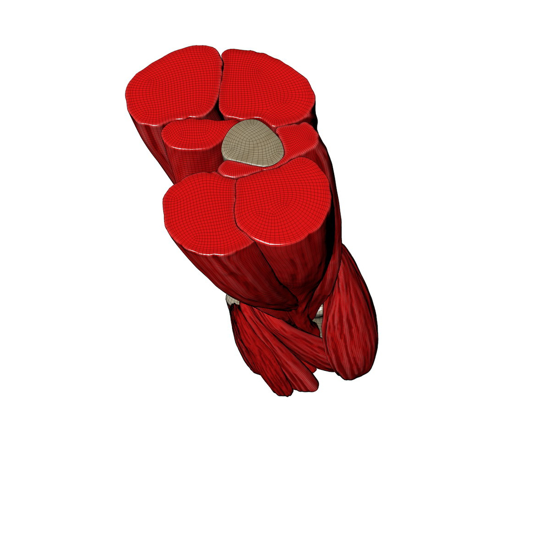 3d Model Human Elbow Joint