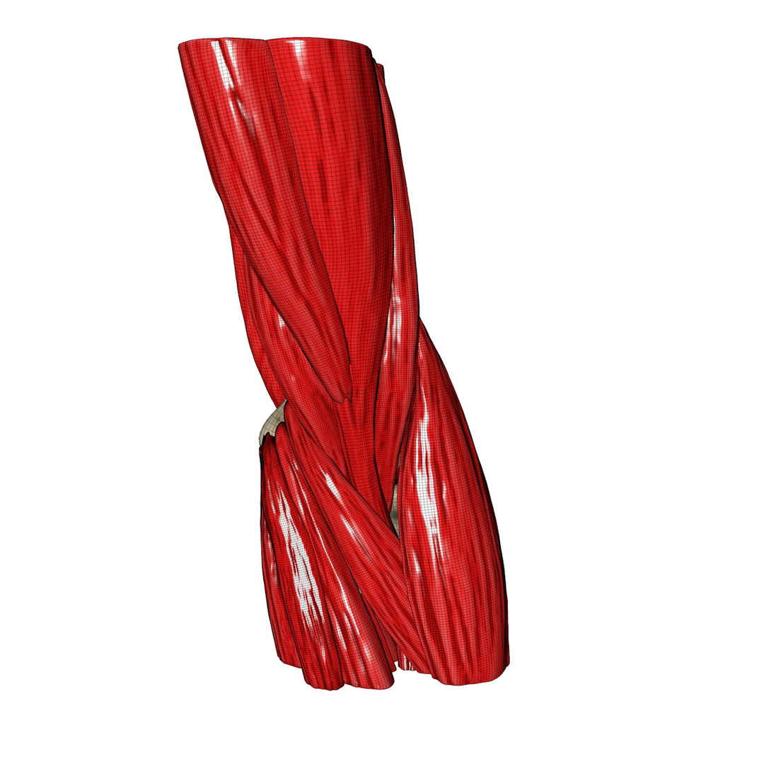 3d Model Human Elbow Joint