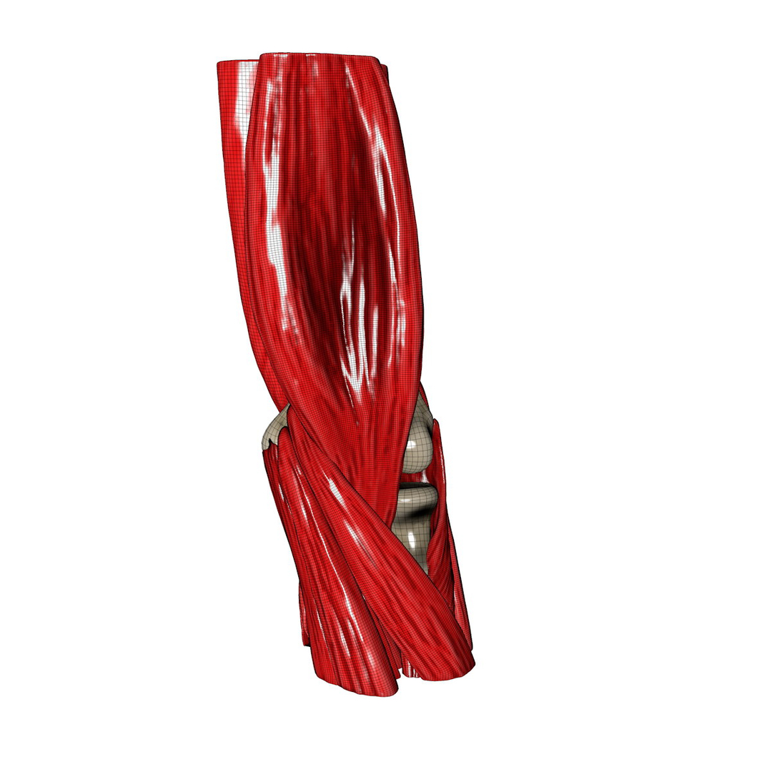 3d Model Human Elbow Joint