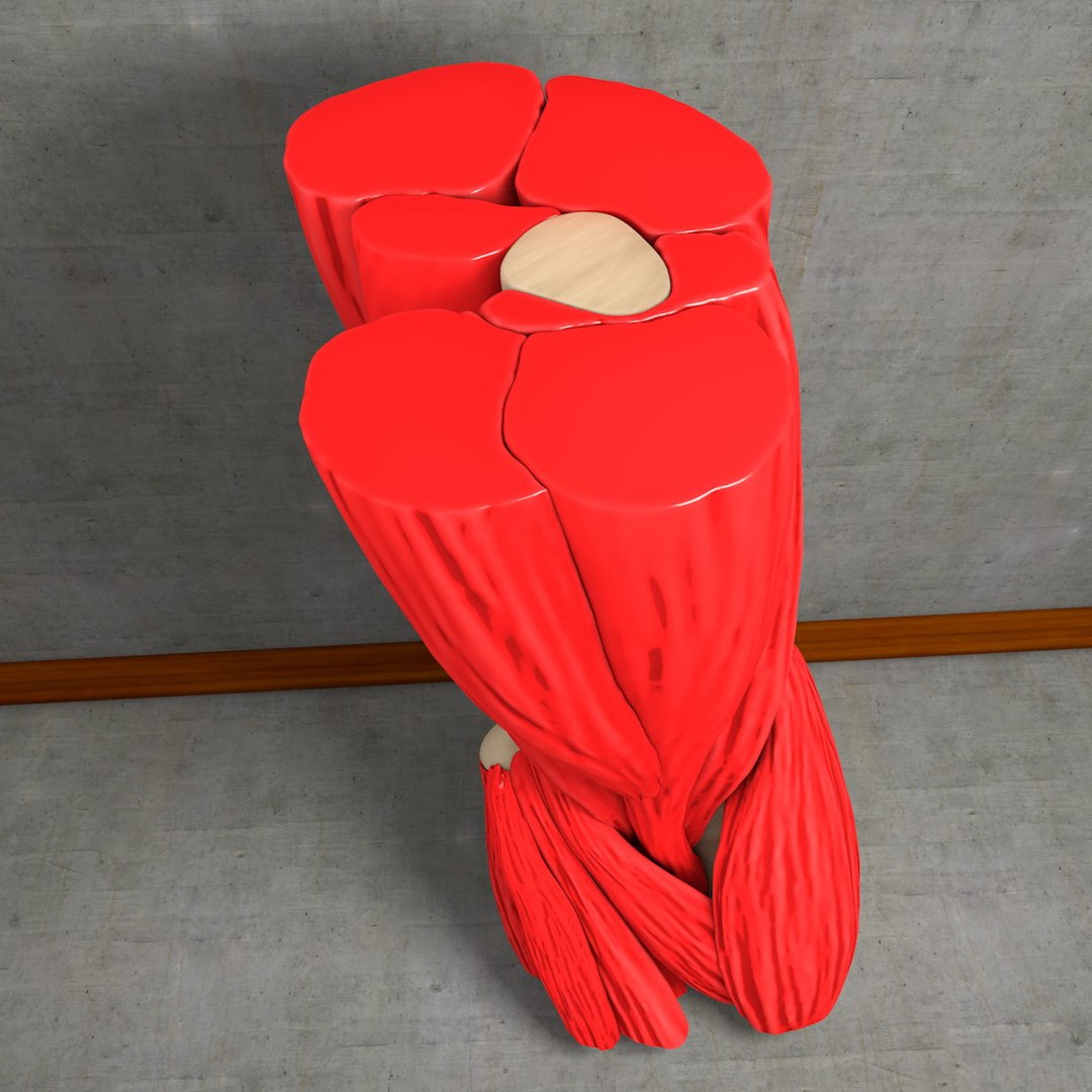 3d Model Human Elbow Joint