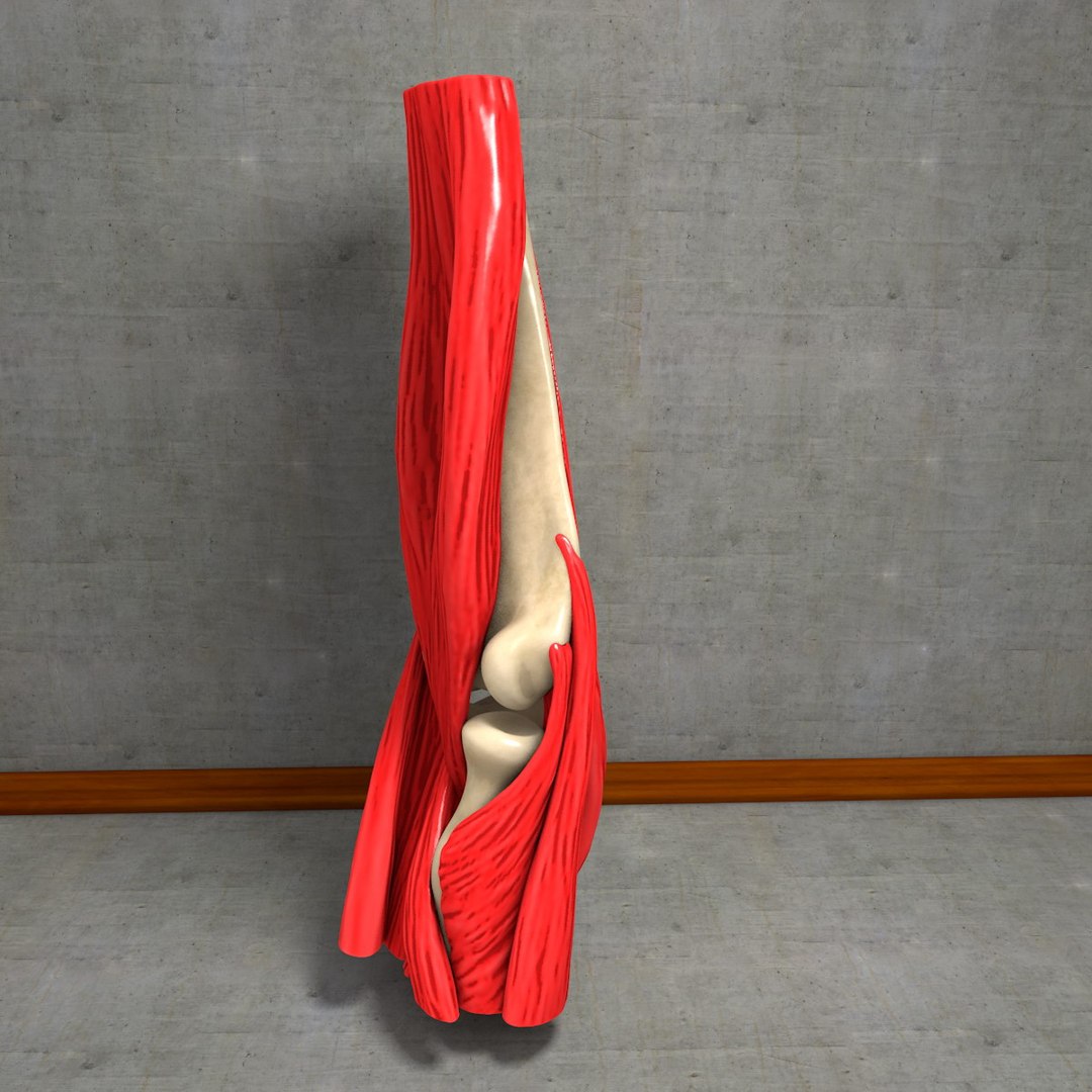 3d Model Human Elbow Joint
