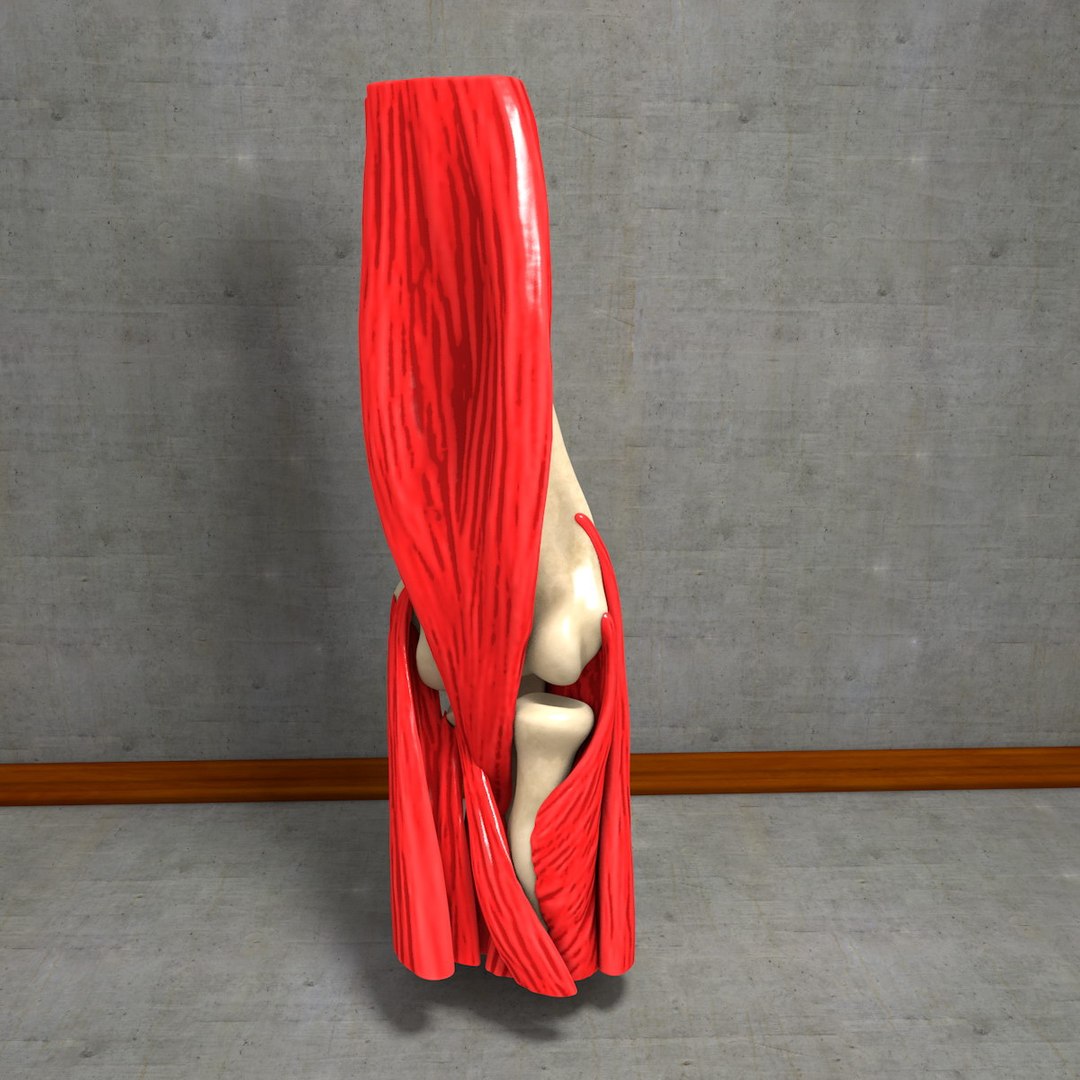 3d Model Human Elbow Joint