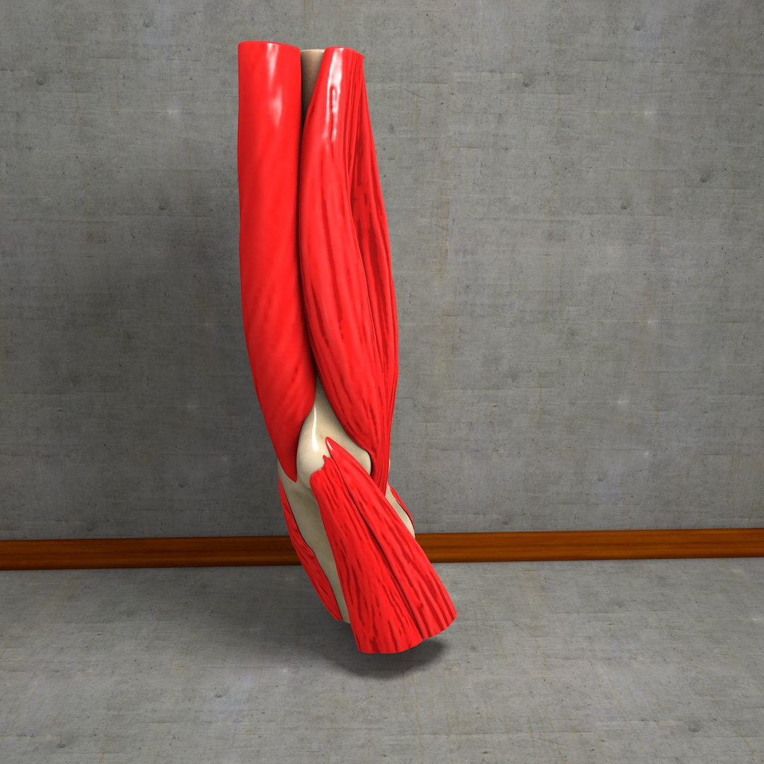 3d Model Human Elbow Joint