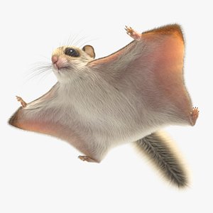 3D Squirrel Models - Browse & Download Formats - TurboSquid