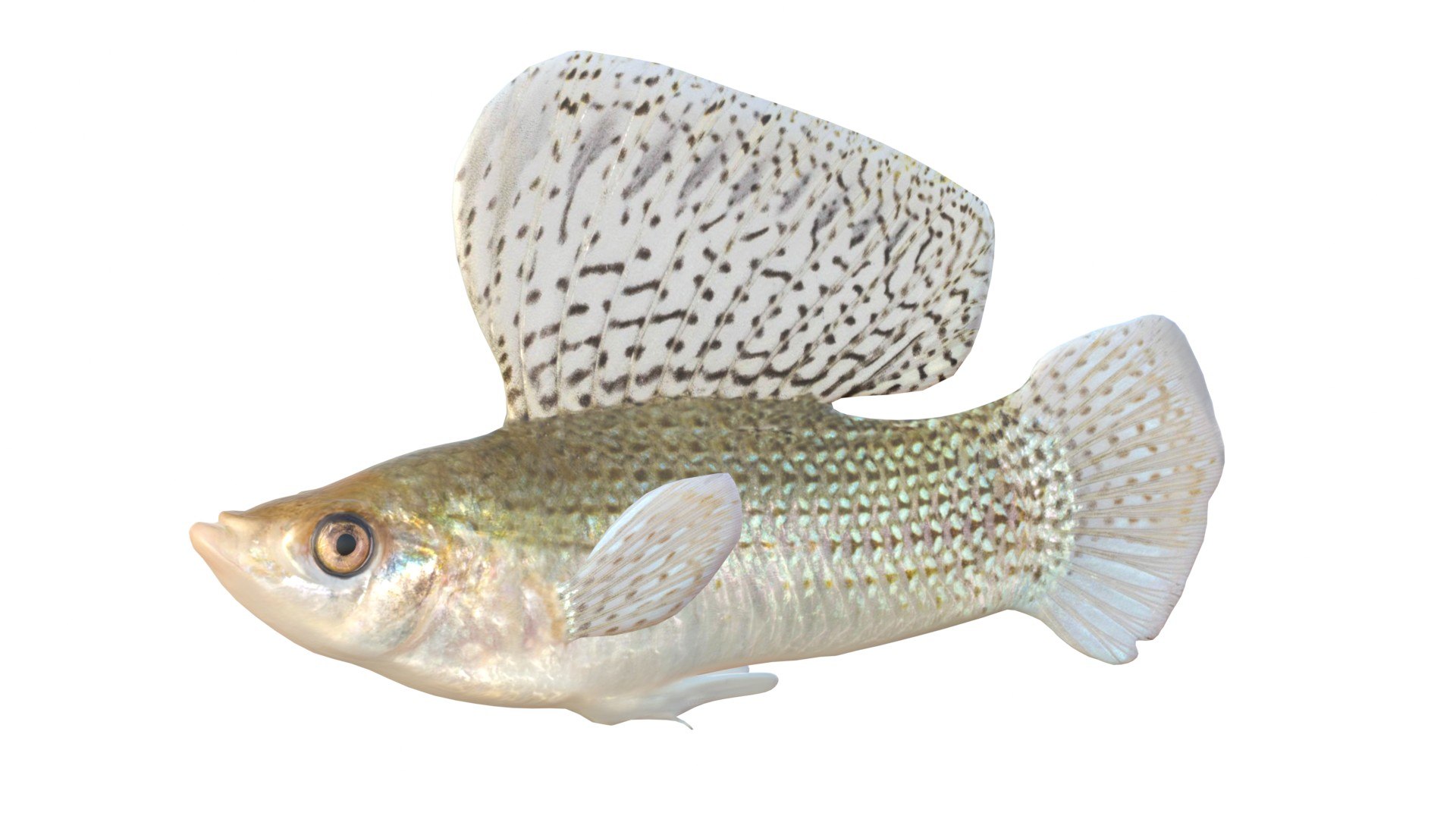 Sailfin Molly Fish 3D Model - TurboSquid 2512626