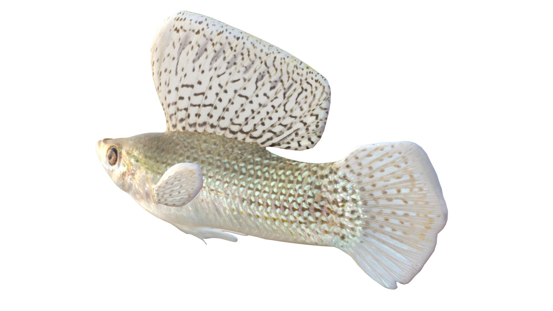 Sailfin Molly Fish 3D Model - TurboSquid 2512626