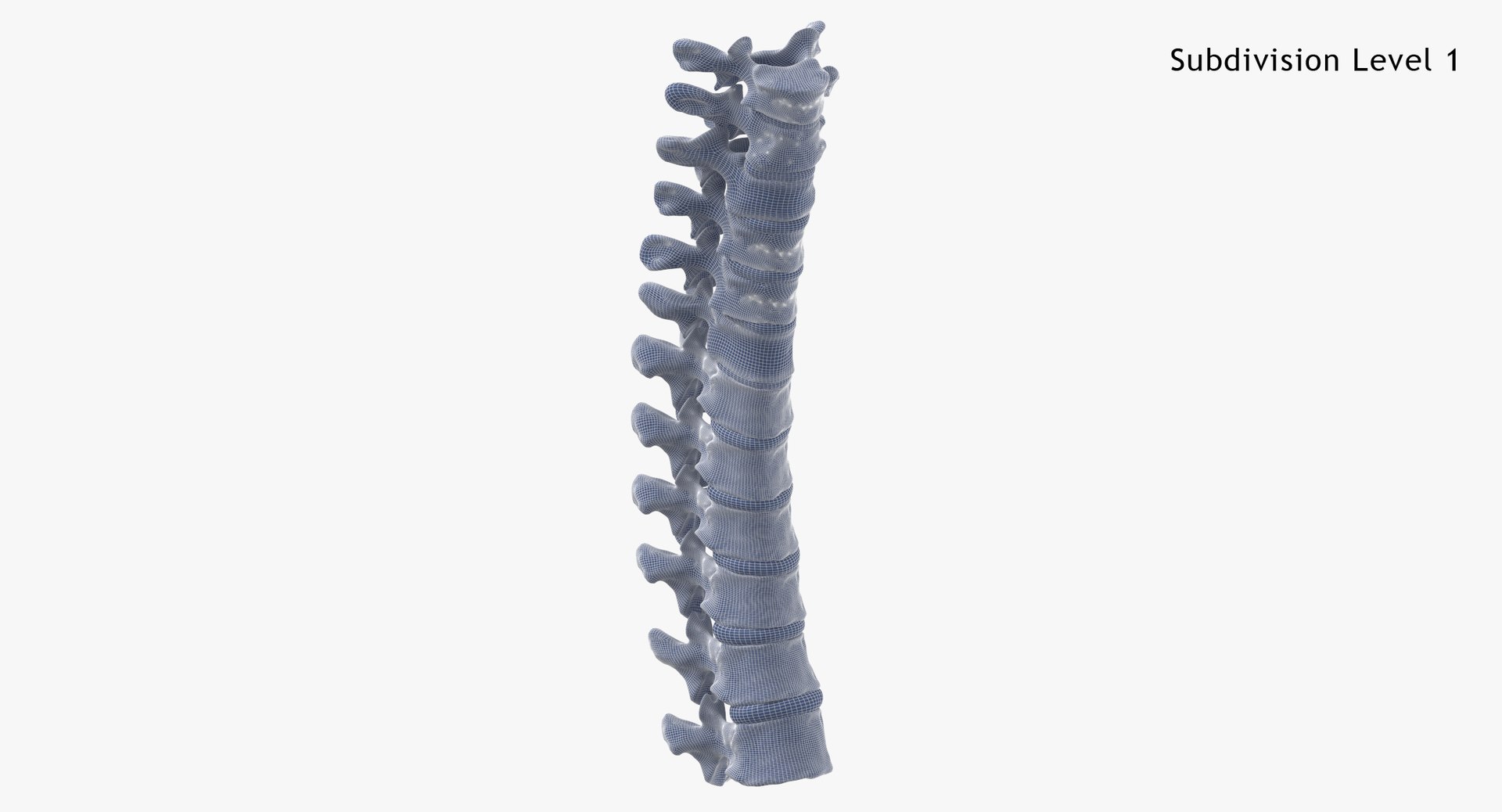 Human thoracic vertebrae th1 3D model - TurboSquid 1657157
