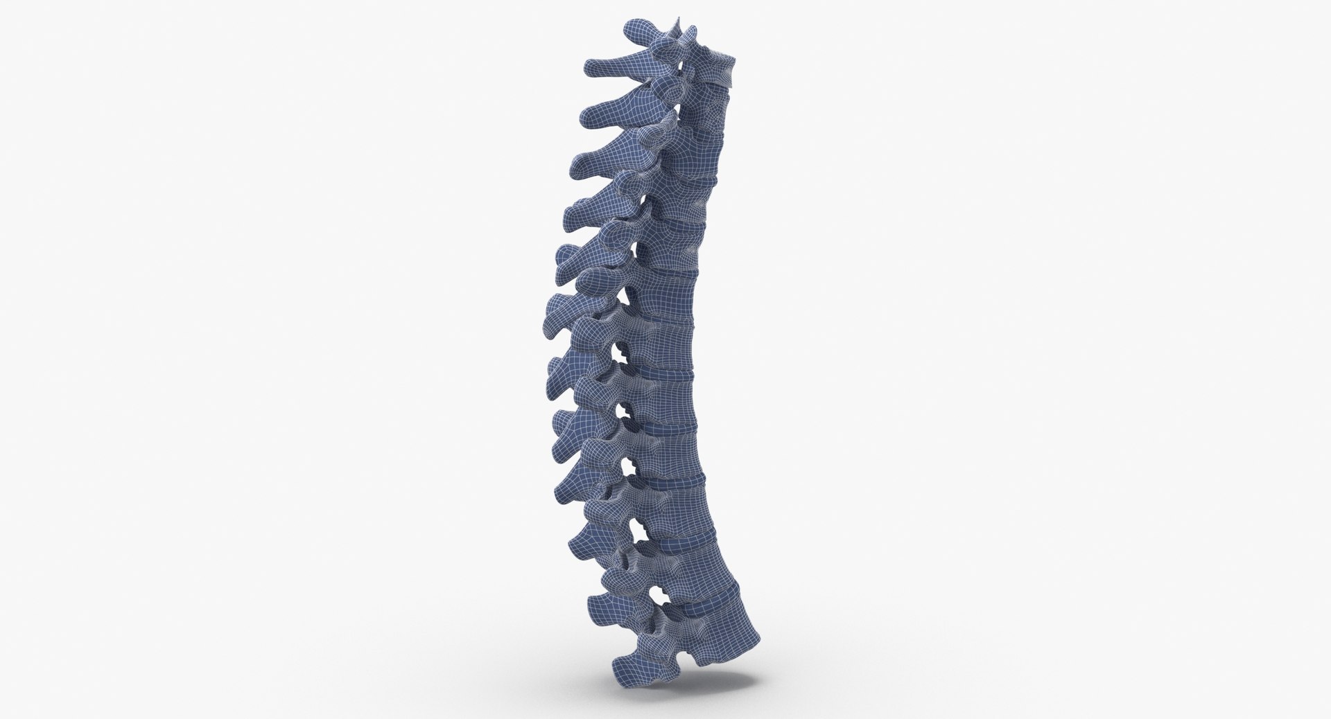 Human thoracic vertebrae th1 3D model - TurboSquid 1657157