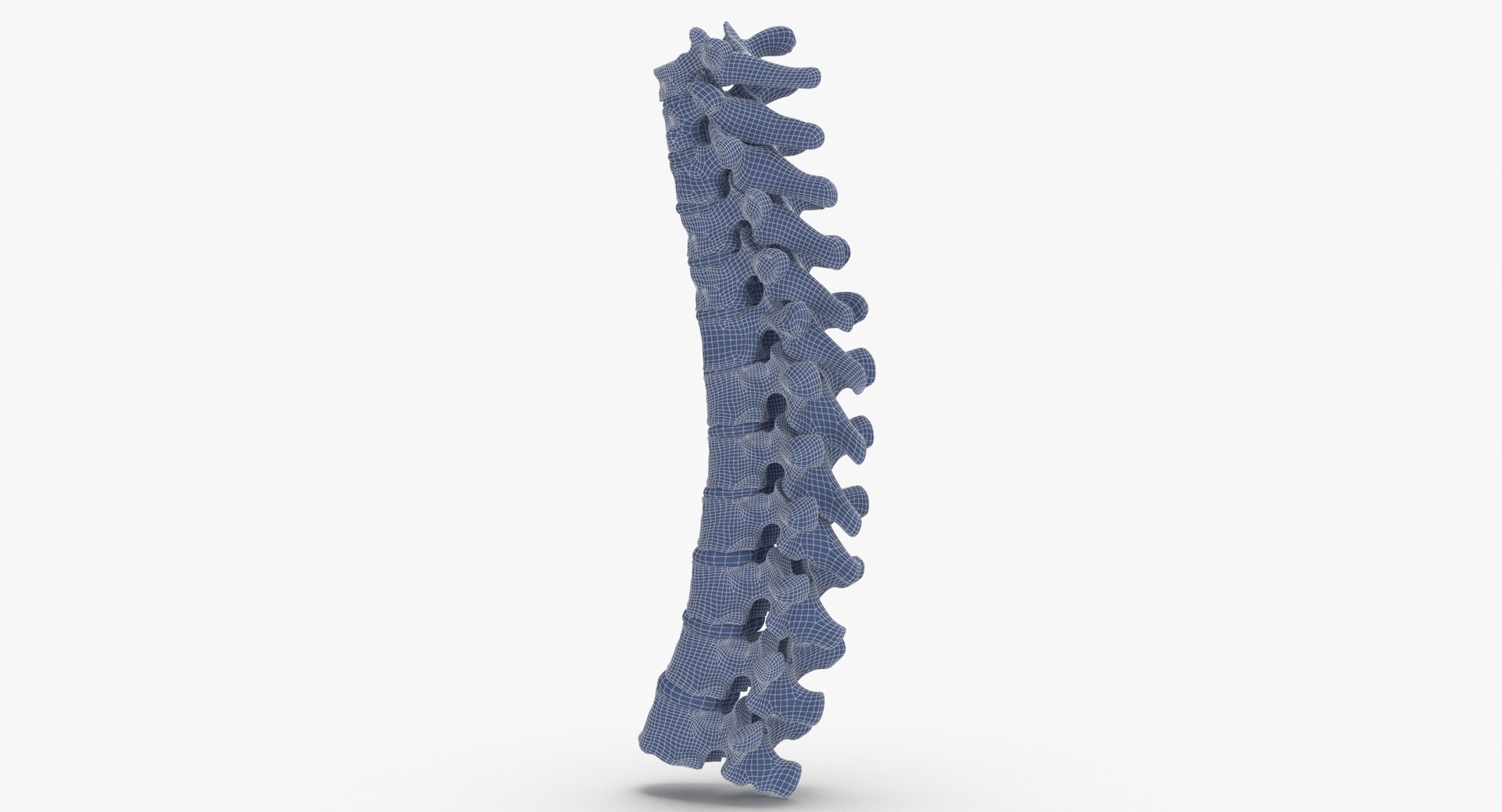 Human thoracic vertebrae th1 3D model - TurboSquid 1657157
