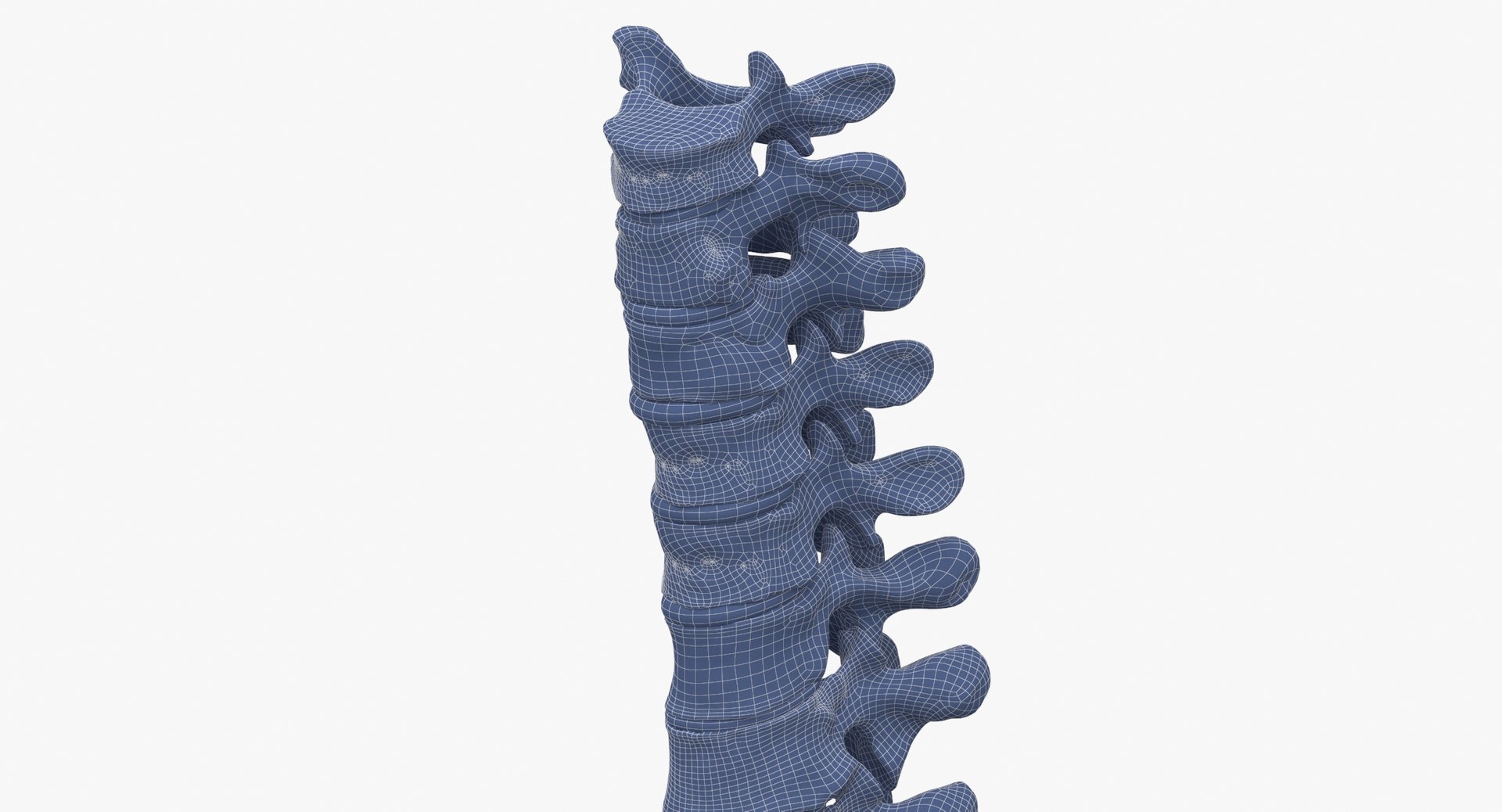 Human thoracic vertebrae th1 3D model - TurboSquid 1657157