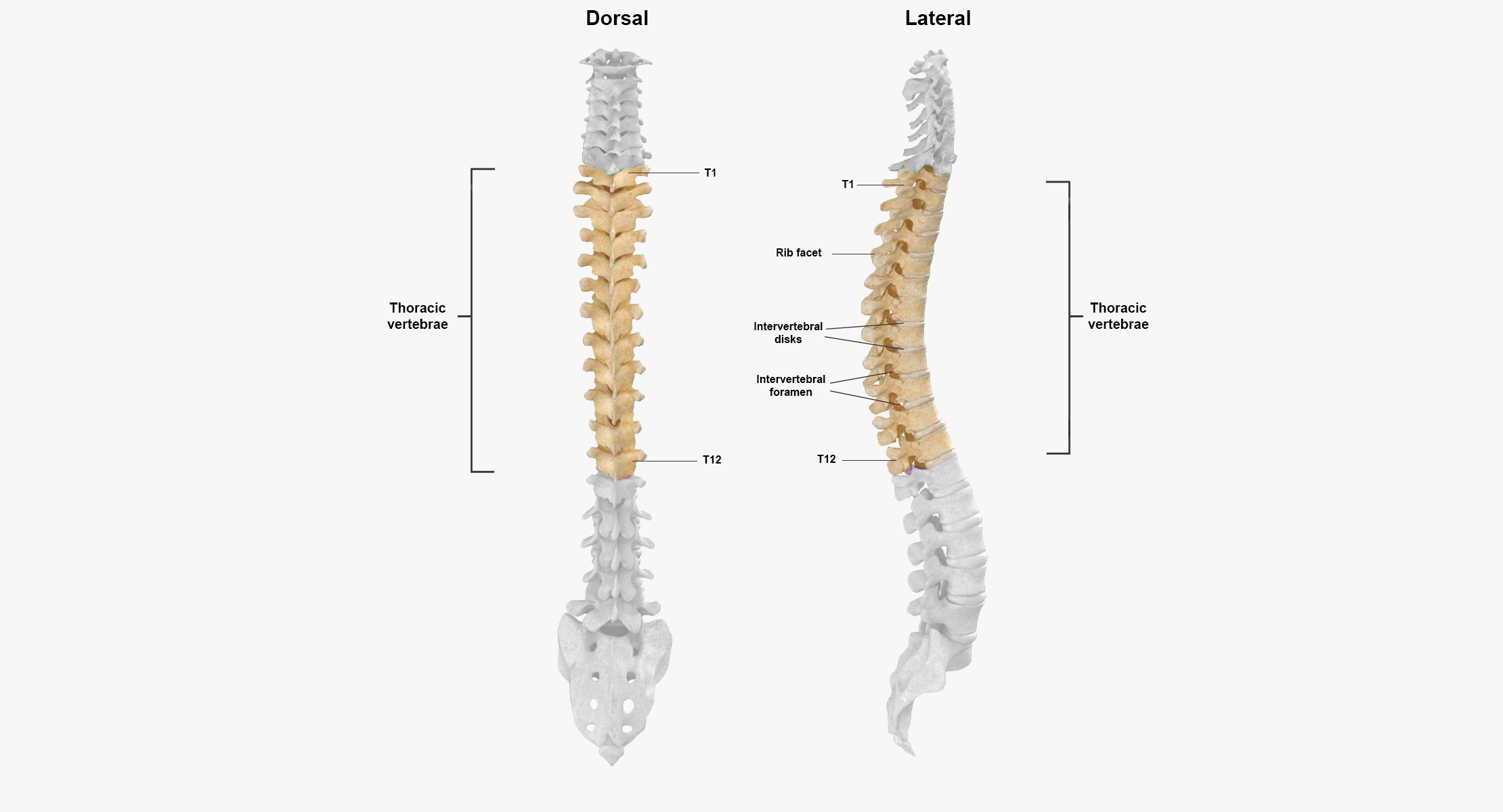 Human thoracic vertebrae th1 3D model - TurboSquid 1657157
