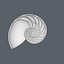 3d Nautilus Shell Cut