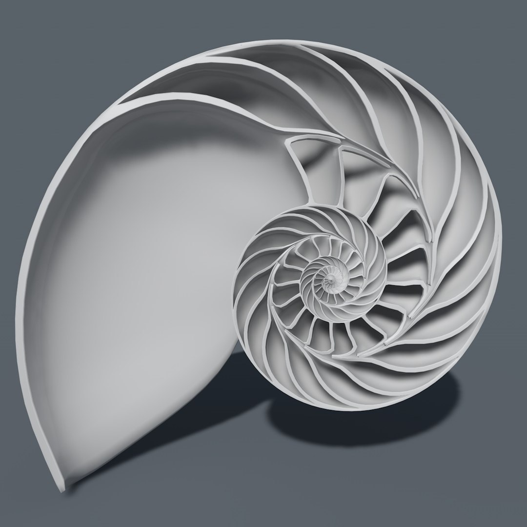 3d Nautilus Shell Cut