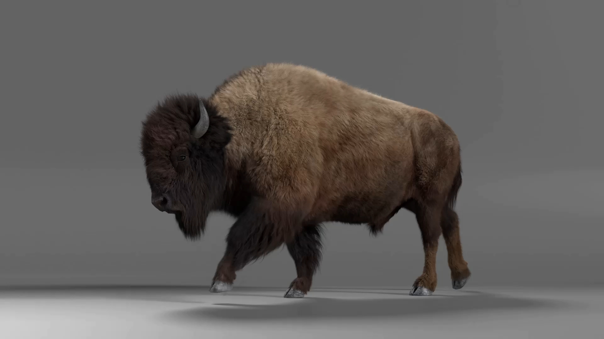 Bison Male 3D Model - TurboSquid 1626853