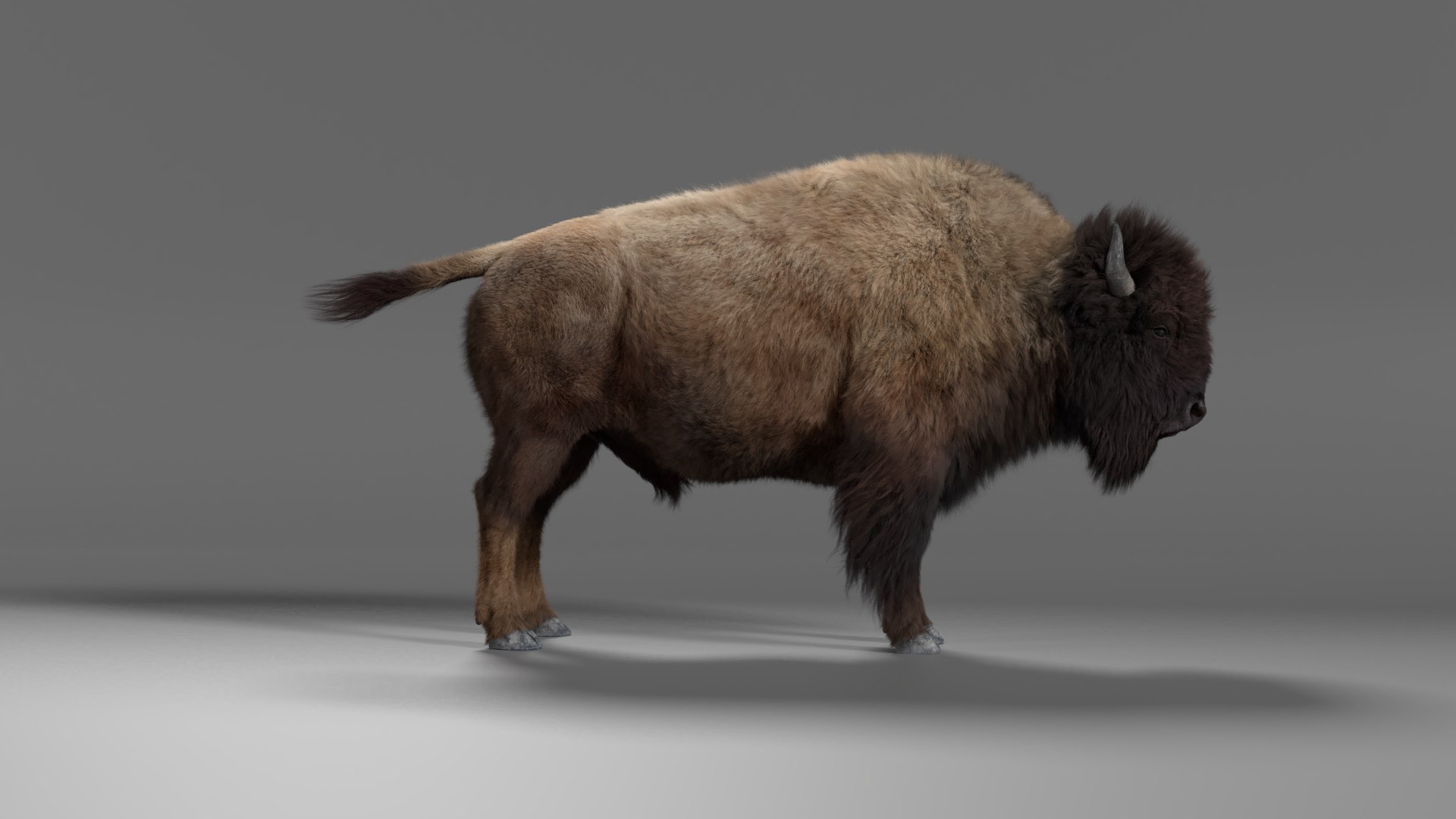 Bison Male 3D Model - TurboSquid 1626853