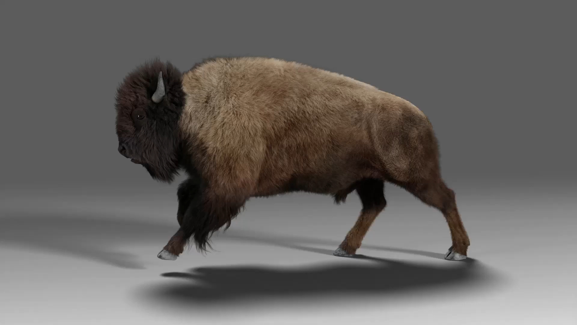Bison Male 3D Model - TurboSquid 1626853