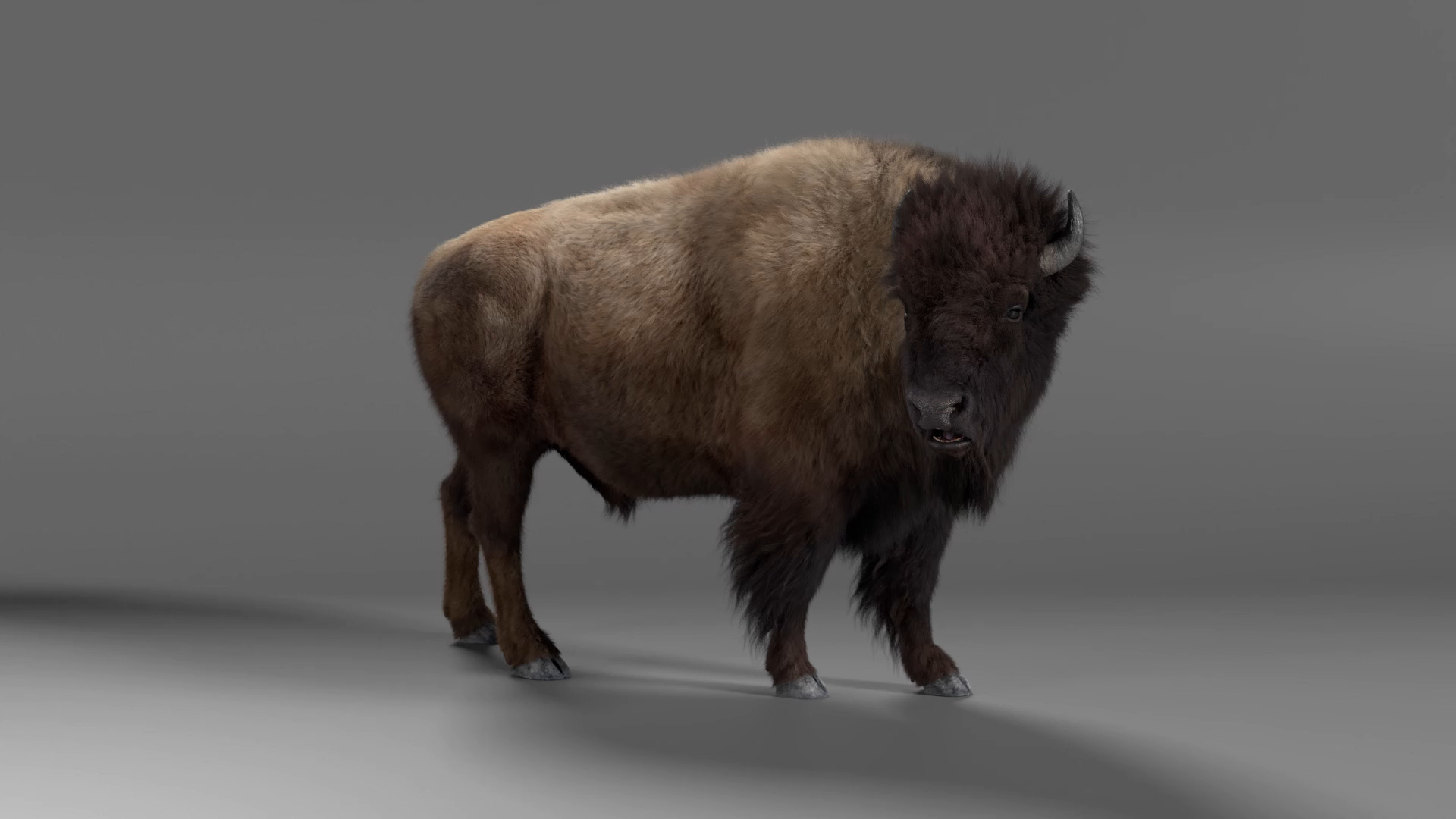 Bison Male 3D Model - TurboSquid 1626853