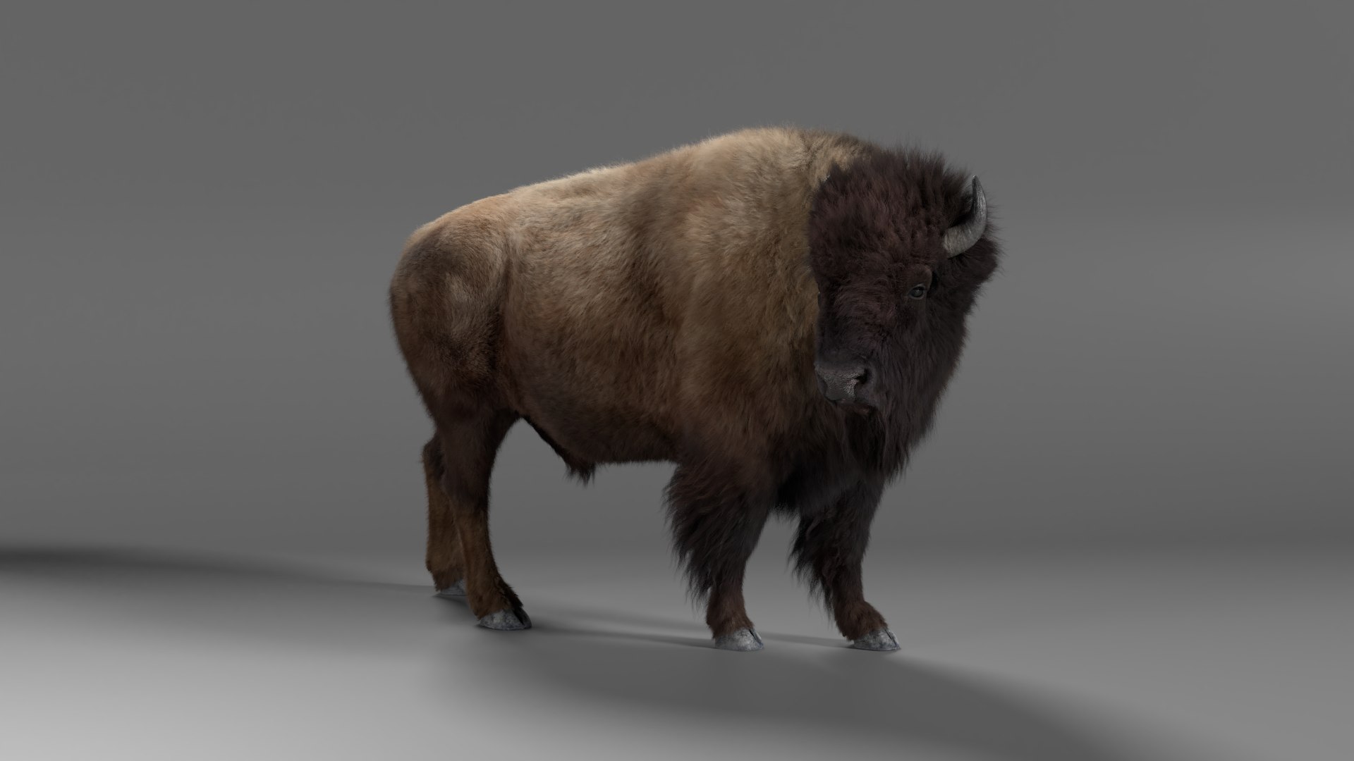 Bison Male 3D Model - TurboSquid 1626853