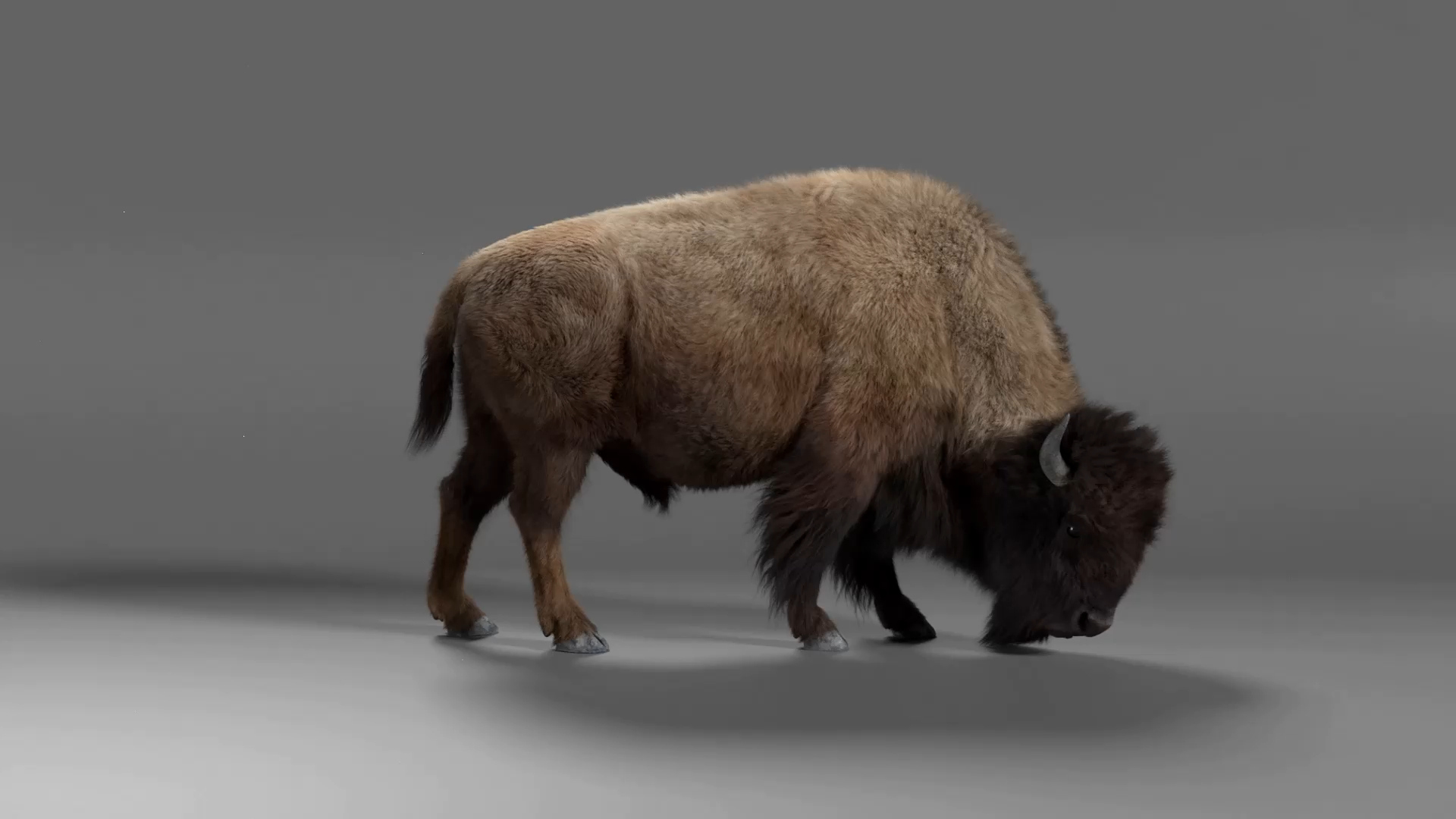 Bison Male 3D Model - TurboSquid 1626853