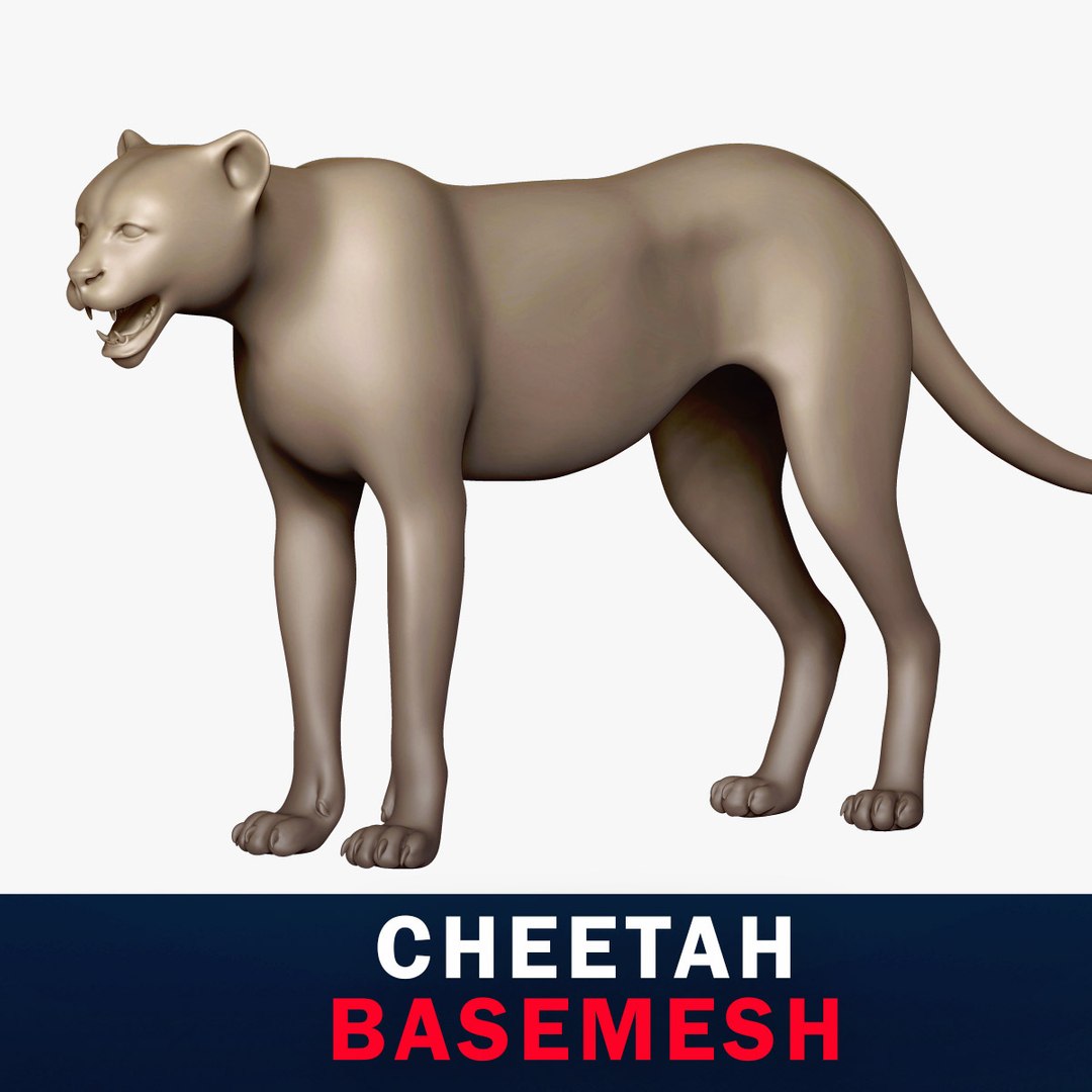 3D Cheetah Base Mesh 3D model model - TurboSquid 1863221