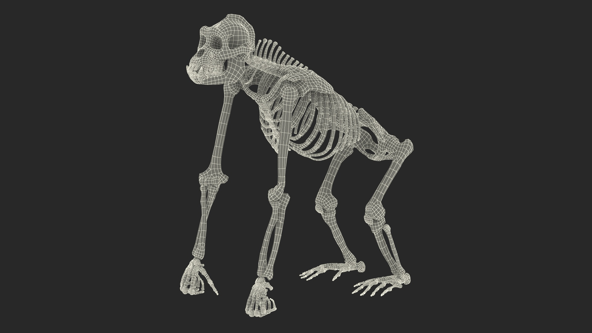 Gorilla Skeleton Rigged For Maya Model - TurboSquid 2062672