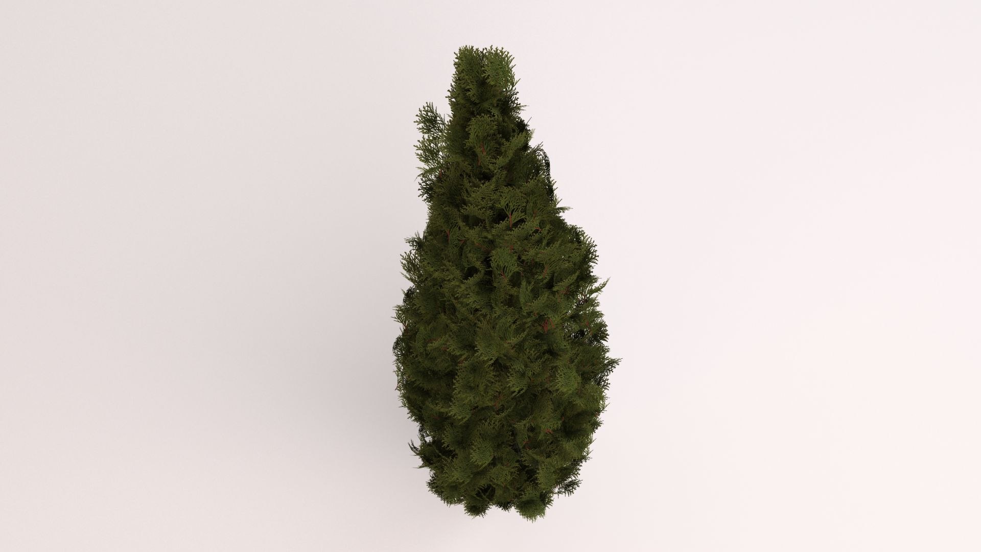 Italian Cypress 3D Model - TurboSquid 1642942